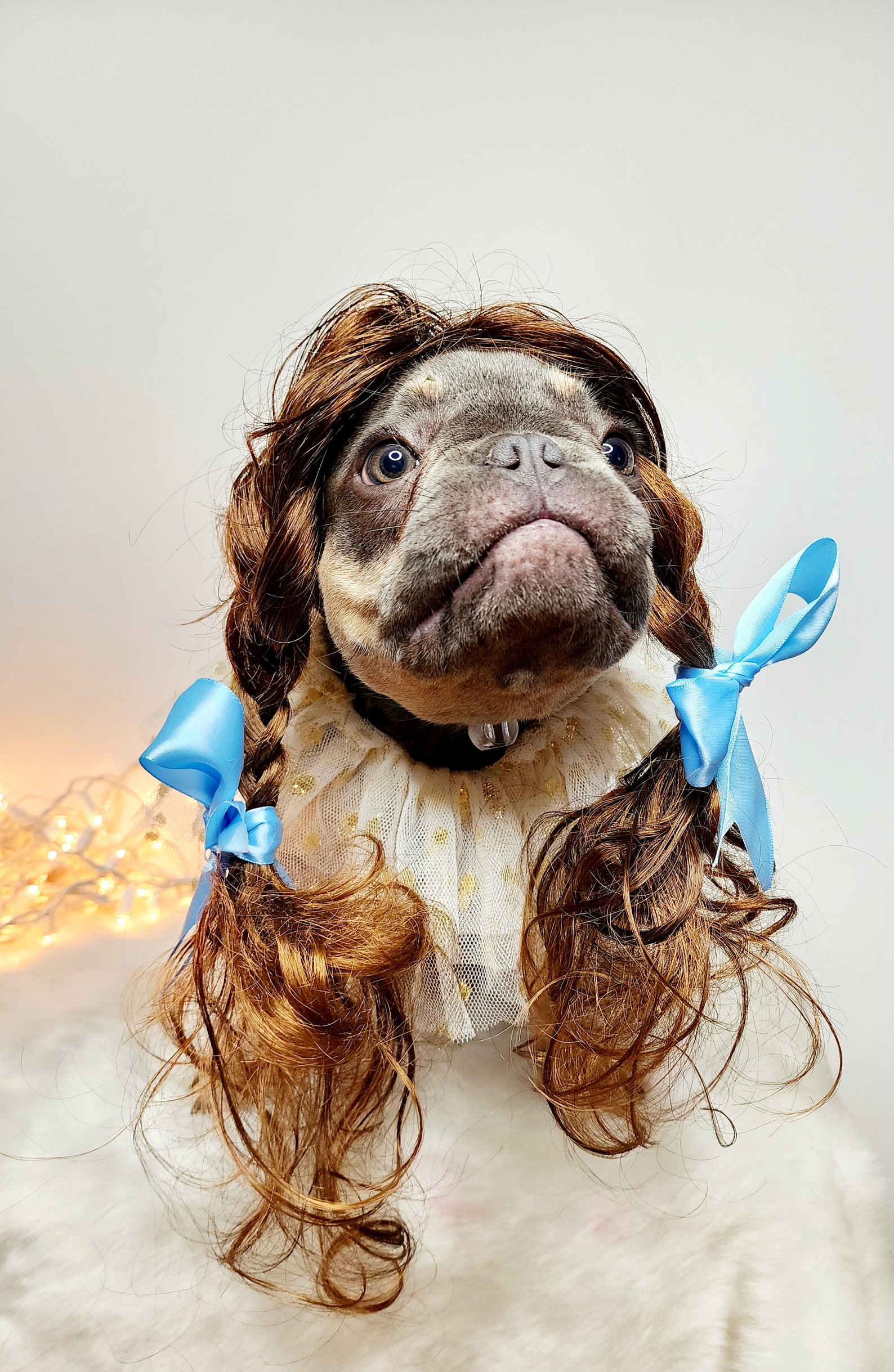 Wizard of Oz Dorothy Dog Wig, Brown Costume Wig - Etsy