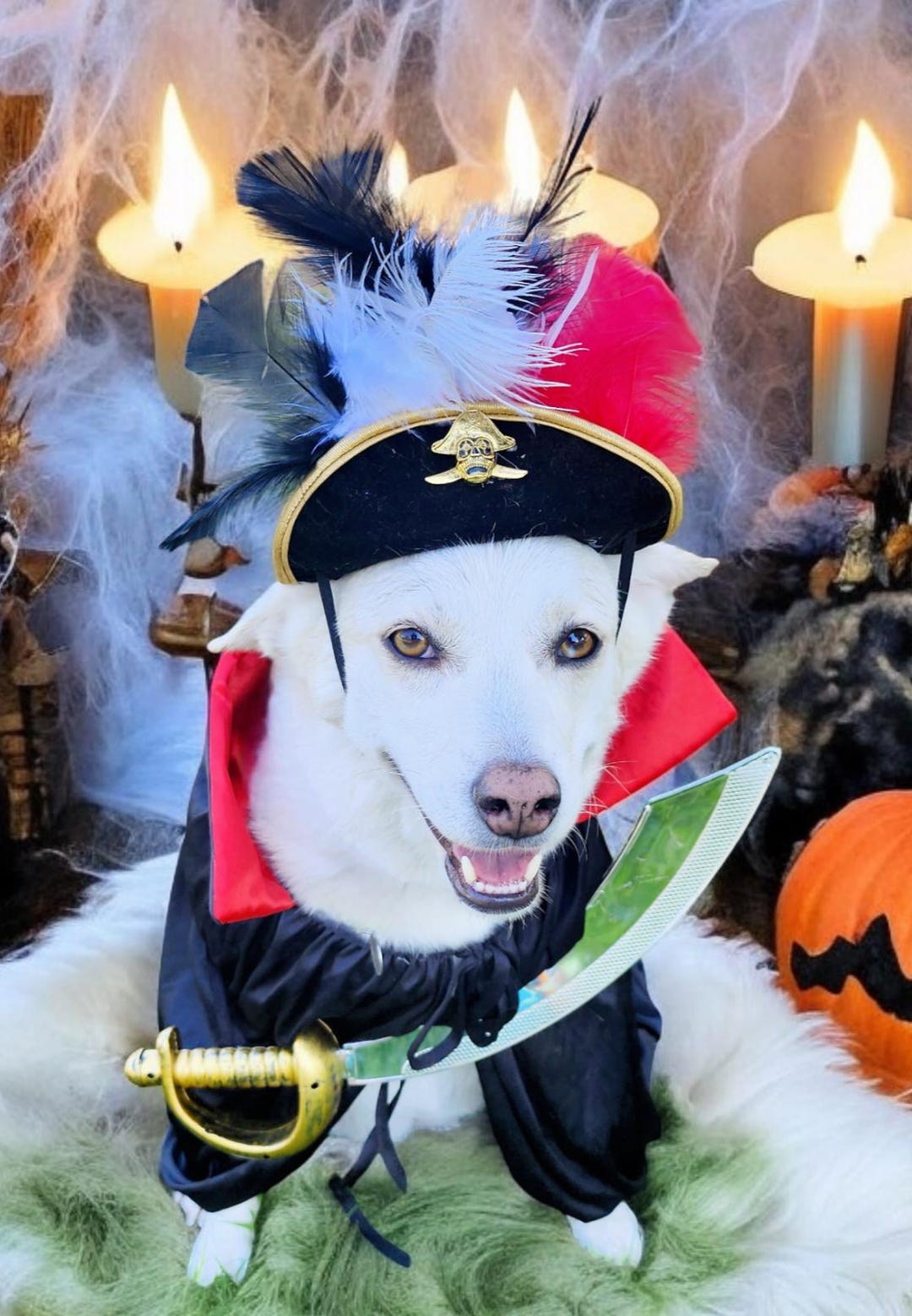 Dog Costume/pirate Hat for Dog or Cat/halloween Dog Costume/dogs ...
