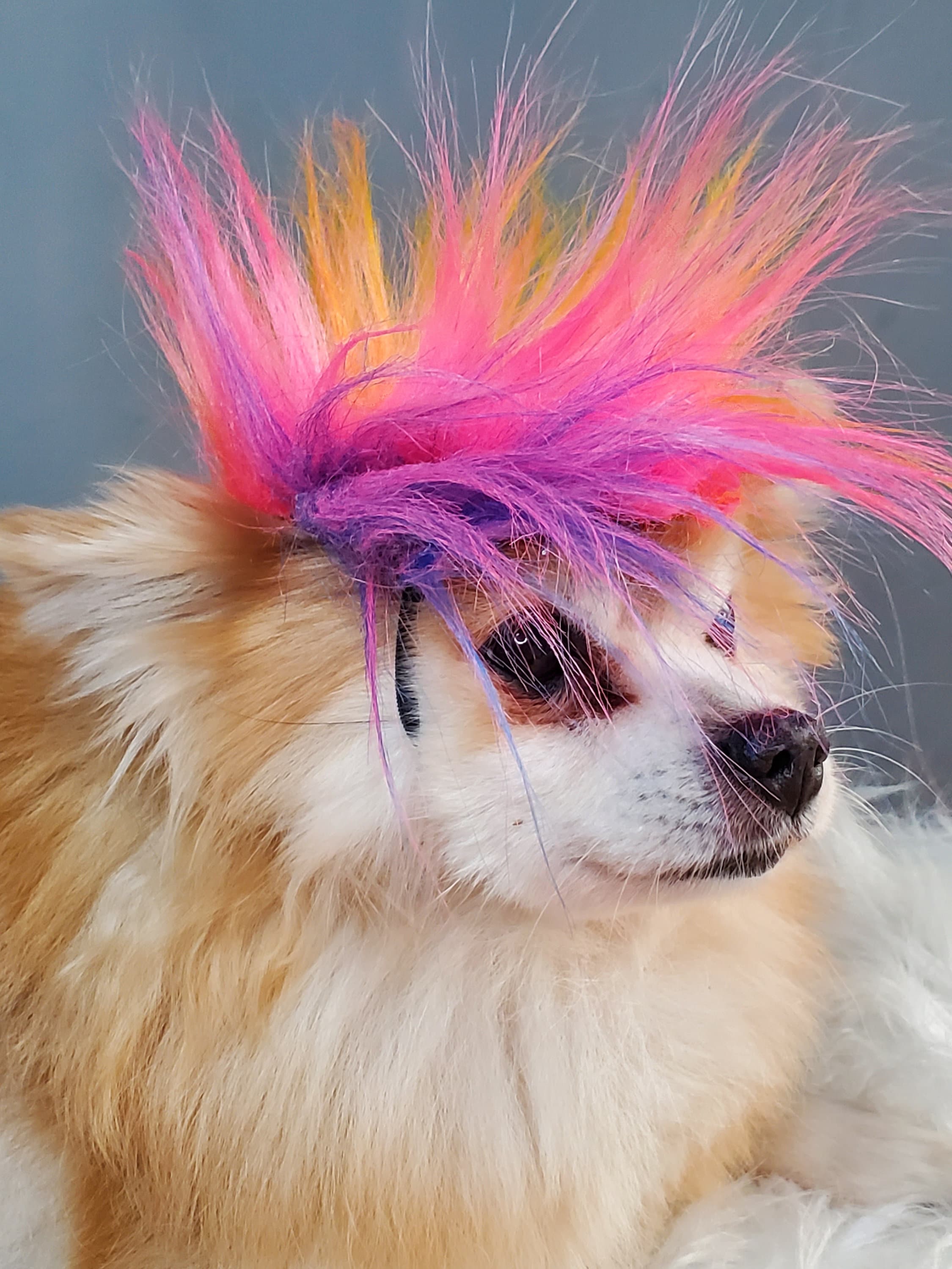 Mohawk for Your Pet / Halloween Dog Costume /cat Mohawk / | Etsy