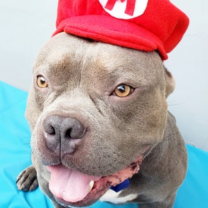 Super Mario Dog Costume Hat, Red Pet Halloween Costume - Etsy