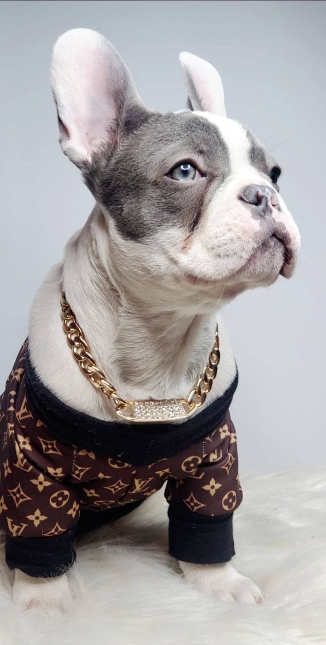 Supper Cute Dog Neck Chain Gold Color/ Jewelry for Pet /jewelry Collar ...