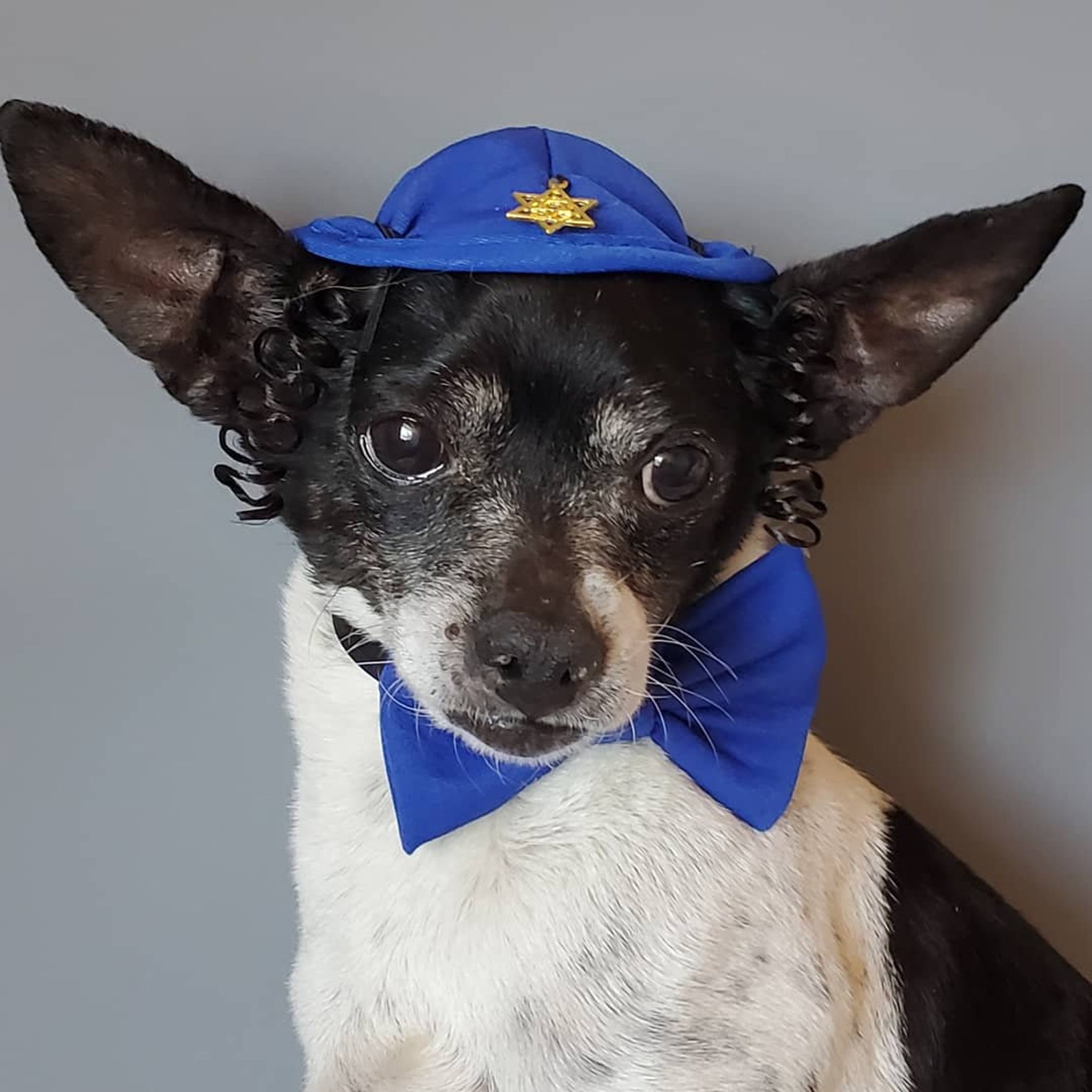 Hanukkah Dog Kippah Hat & Bow Set, Jewish Pet Costume - Etsy