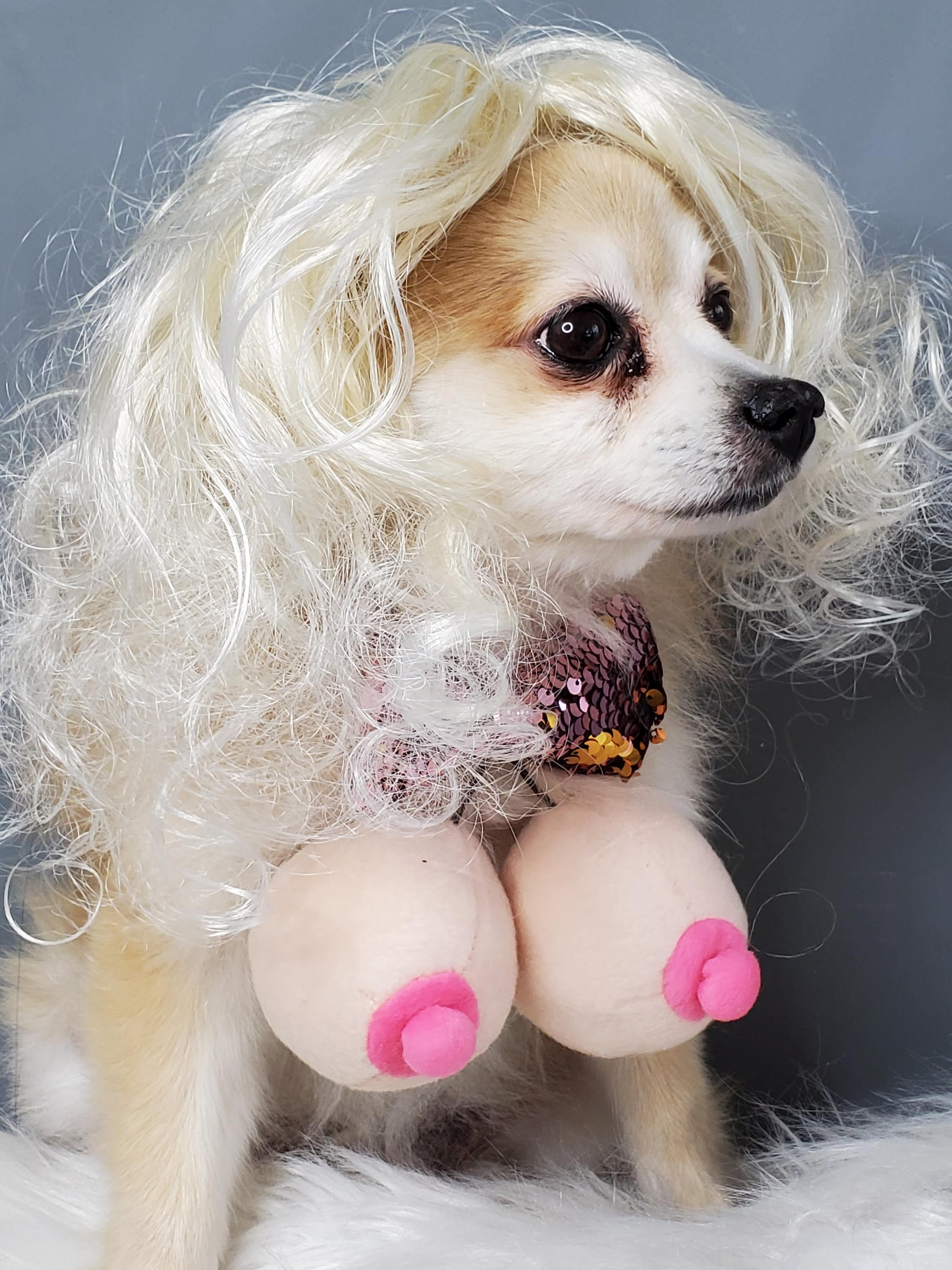Halloween Costumefor Pet halloween Dog Costume costume for Pet Etsy