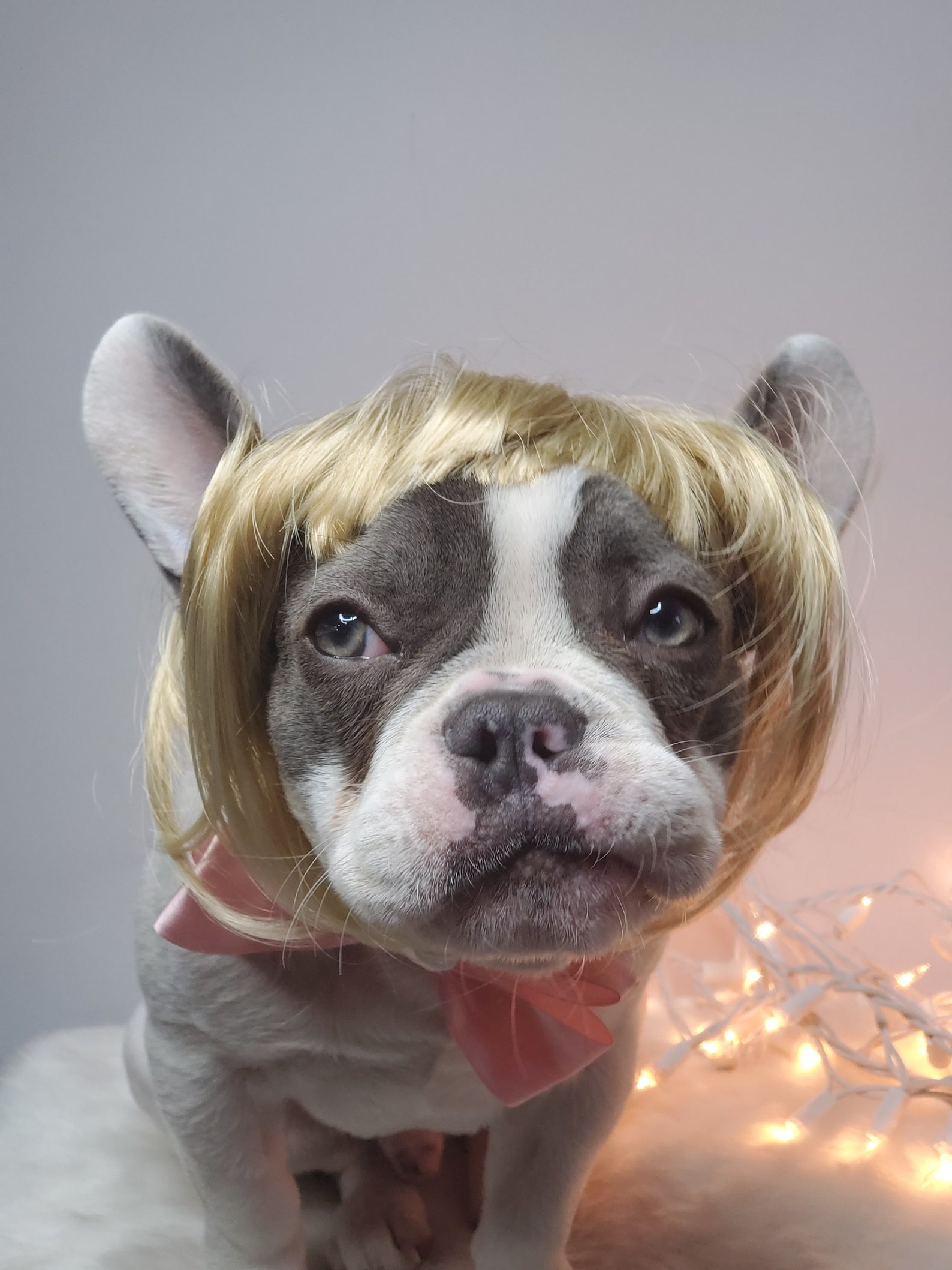 Cute Pet Wig /wig for Dog or Cat / Halloween Dog Wig / Costume - Etsy
