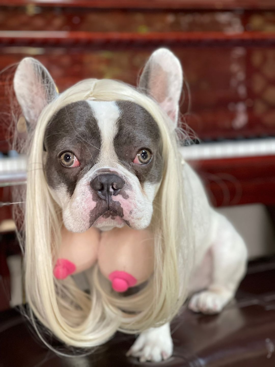 Supper Blond Color Cute Pet Wig for Dog or Cat /halloween Dog Wig ...
