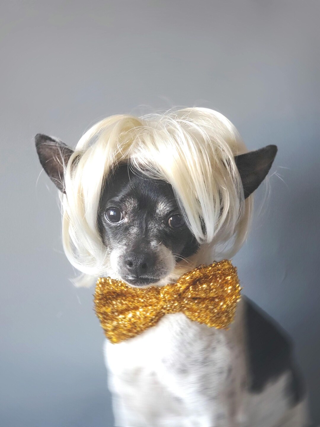 Blond Color Wig for Dog or Cat /halloween Pet Wig /pet Costumes ...