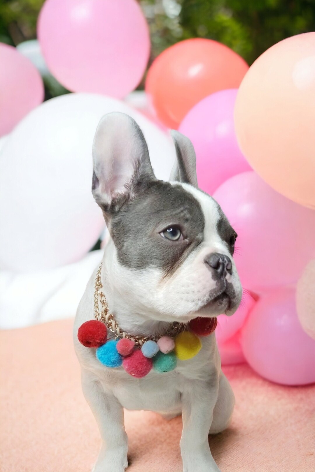 Supper Cute Dog Neck Chain Gold Color/ Jewelry for Pet /jewelry Collar ...