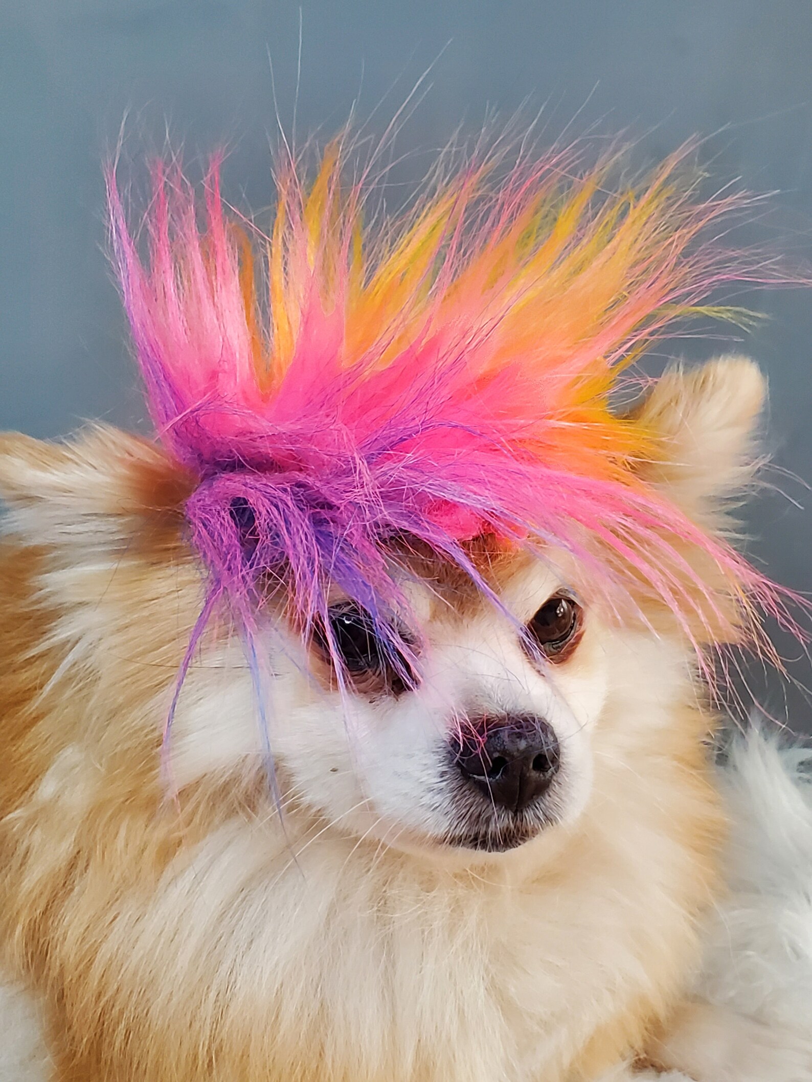 Mohawk for Your Pet / Halloween Dog Costume /cat Mohawk / - Etsy