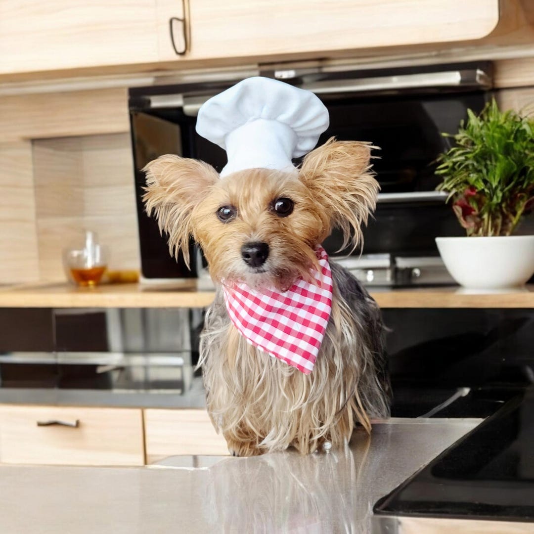 Chef Dog Hat / Chef Hat for Cat /chef Hat for Pets/chef Hat / - Etsy
