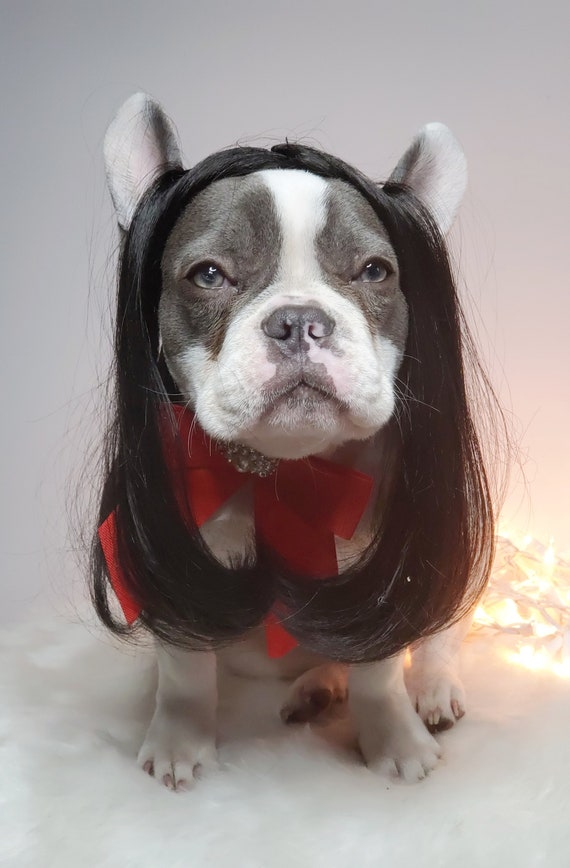Boston Terrier In Wig