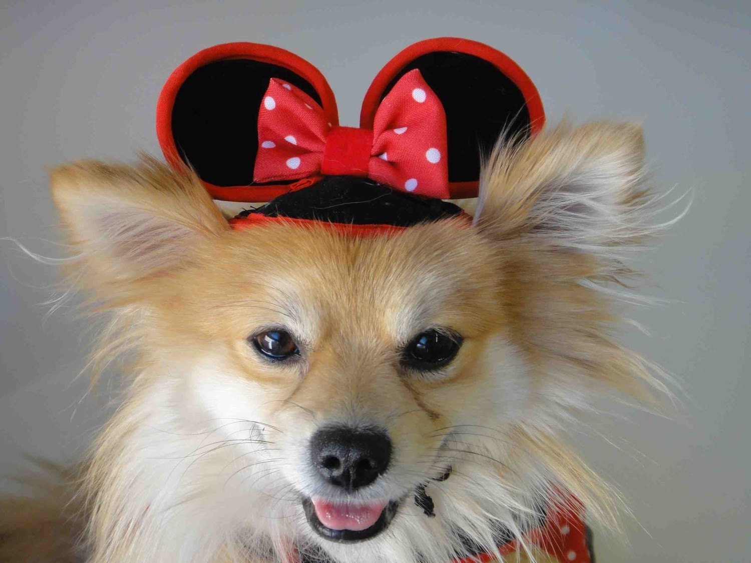 Mini Mouse Costume for Your Puppy - Etsy