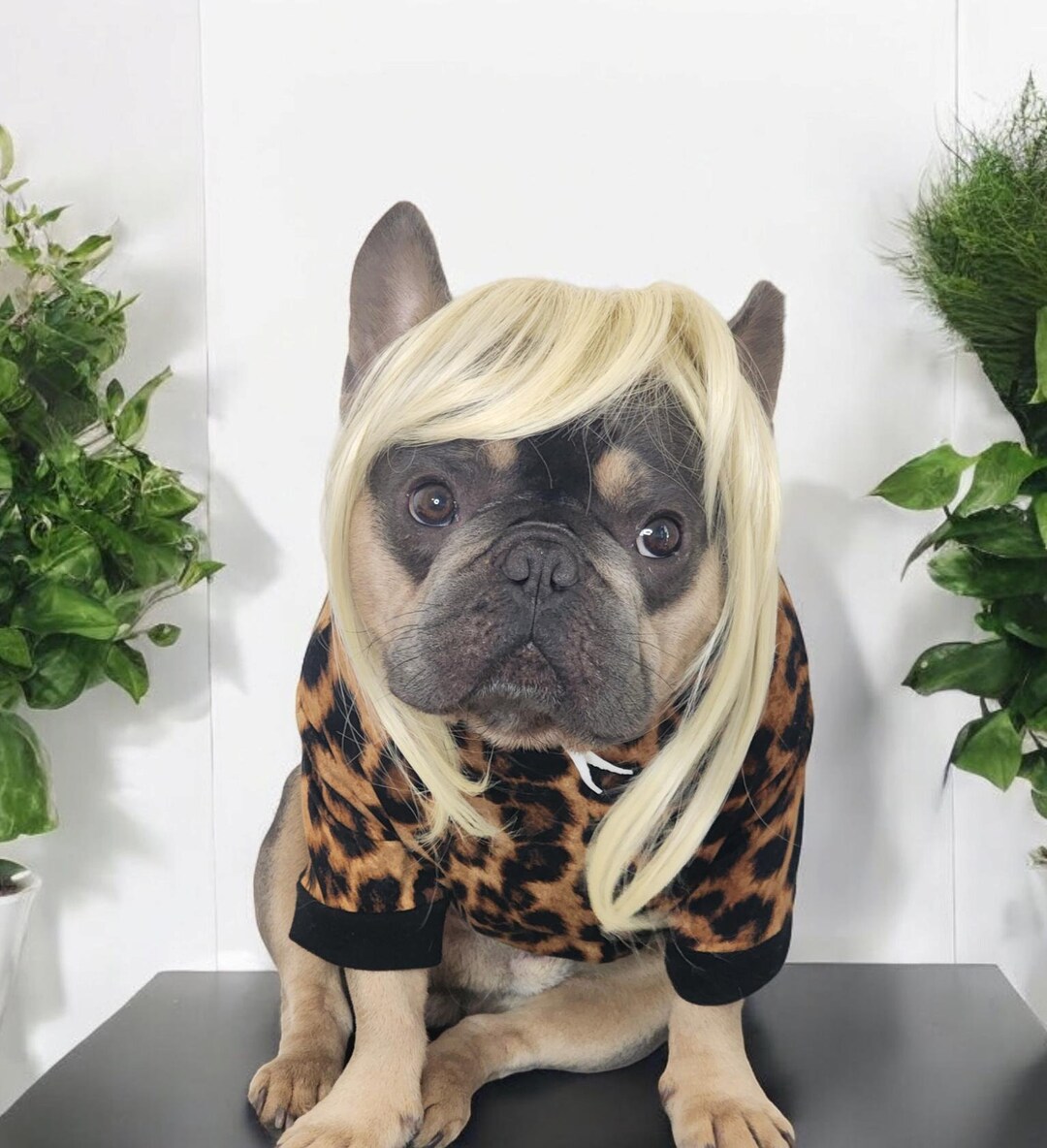 Pet Wig Blond Color for Dog or Cat / Halloween Costume /dog Costume ...