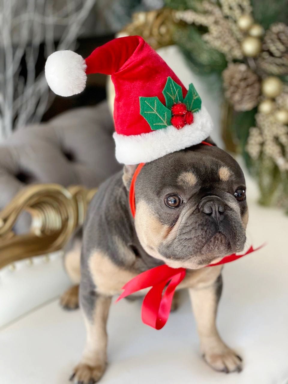 Christmas Plaid Santa Hat for Pets, Holiday Dog Costume - Etsy