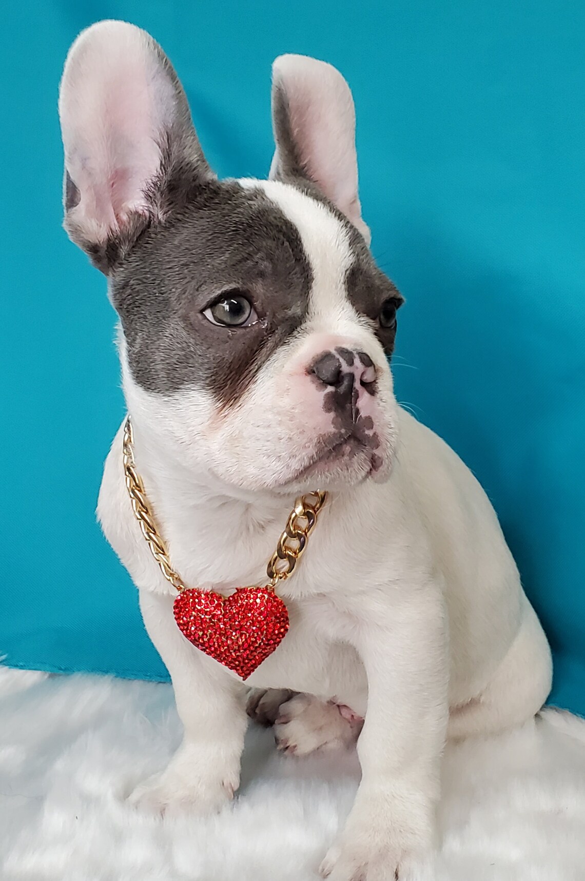 Supper cute dog neck chain gold color with red heart/ Frenchie | Etsy