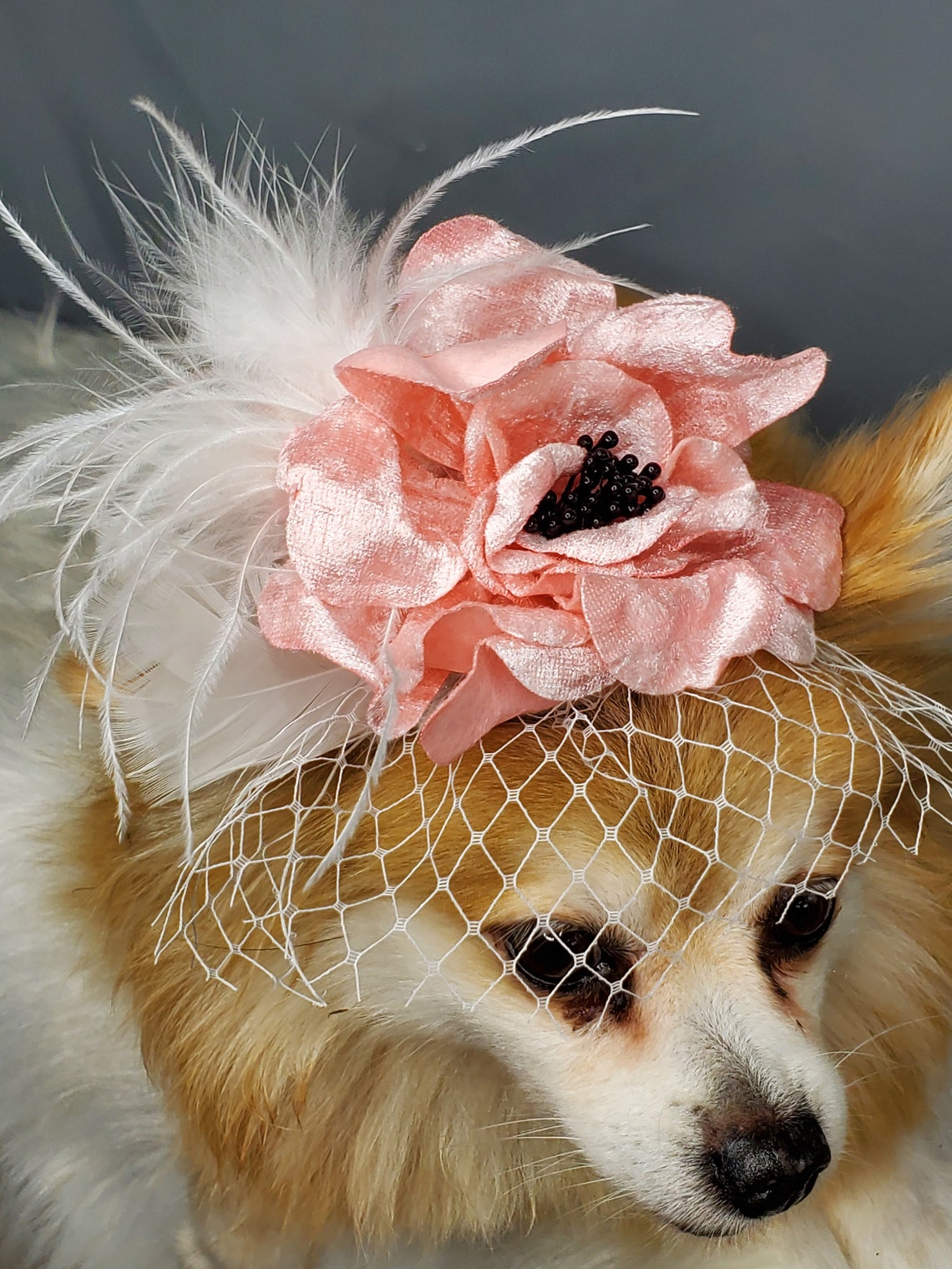 White Color Hat With Feather and Flower for Dog or Cat | Etsy
