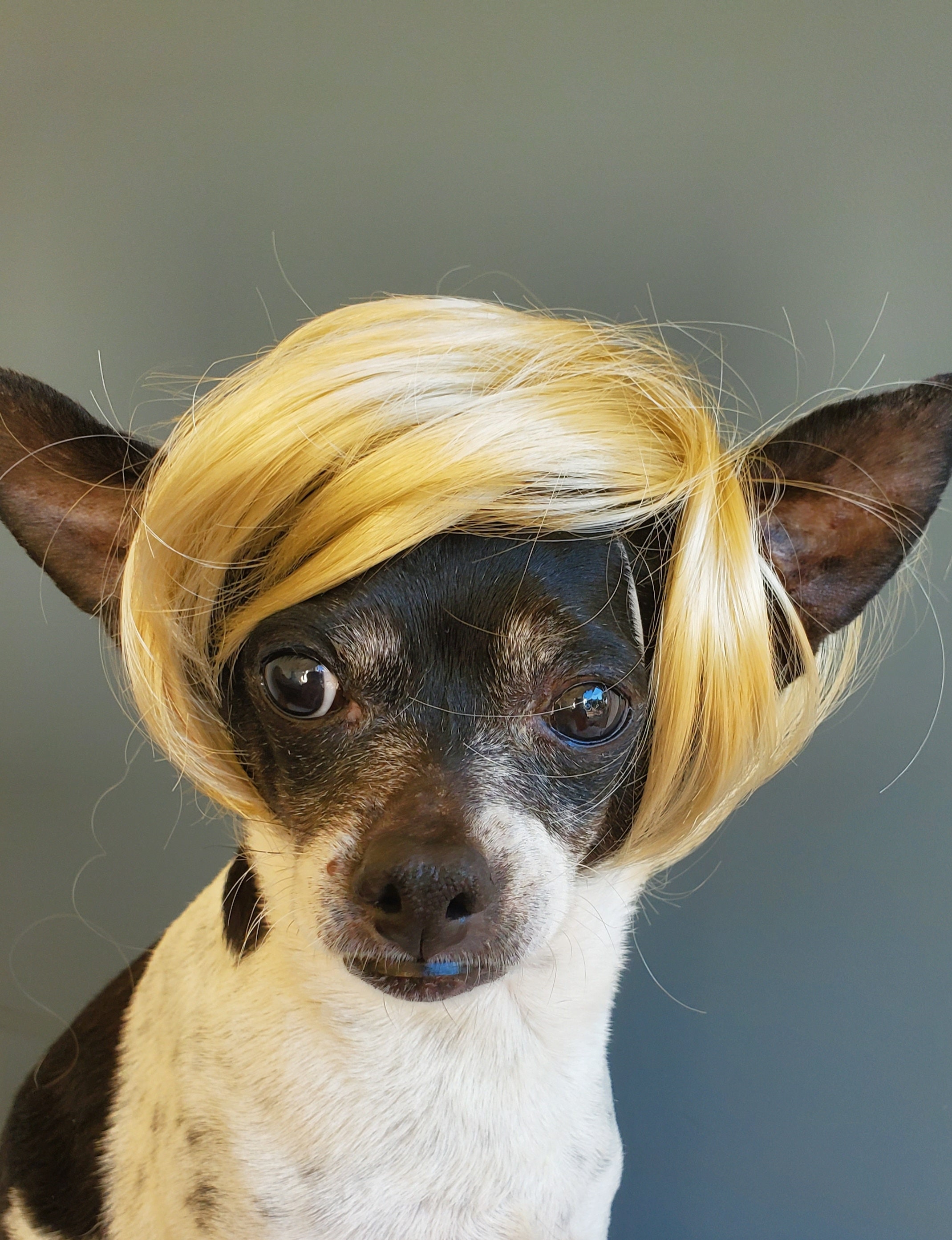 Pet Wig Blond Color for Dog or Cat / Wig for Pet /halloween - Etsy UK