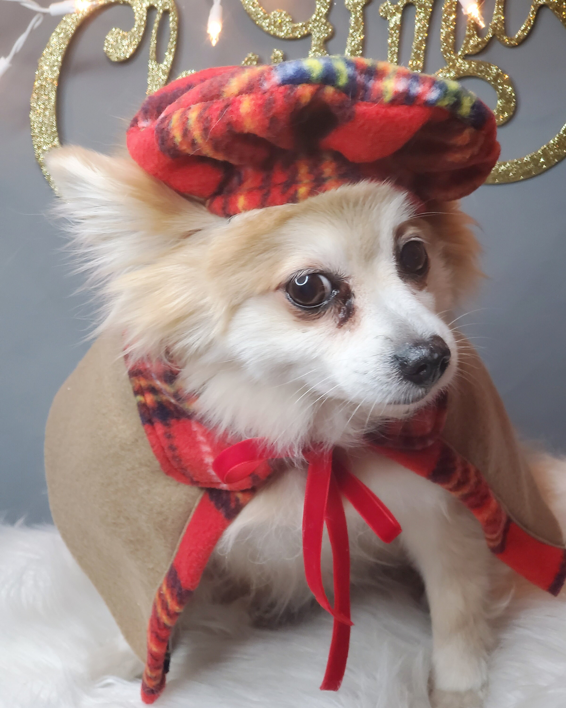 Set 2 piece Beret and Cape cover for dog cat or small animal | Etsy