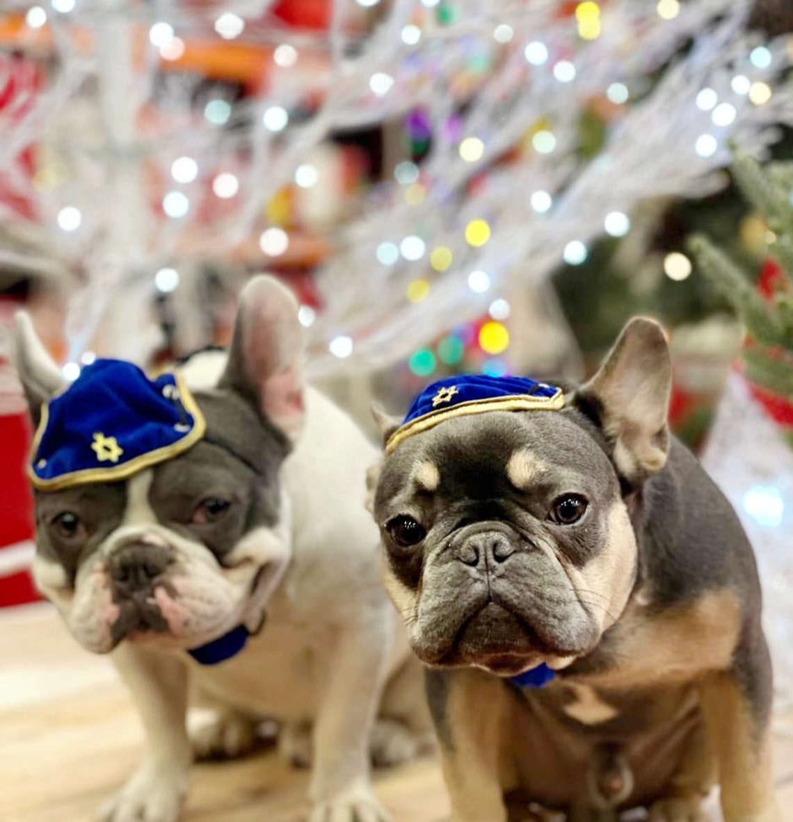 DOG KIPPAH Hanukkah Hat and Bow Set for Dog or Cat/hanukkah Dog Gift ...