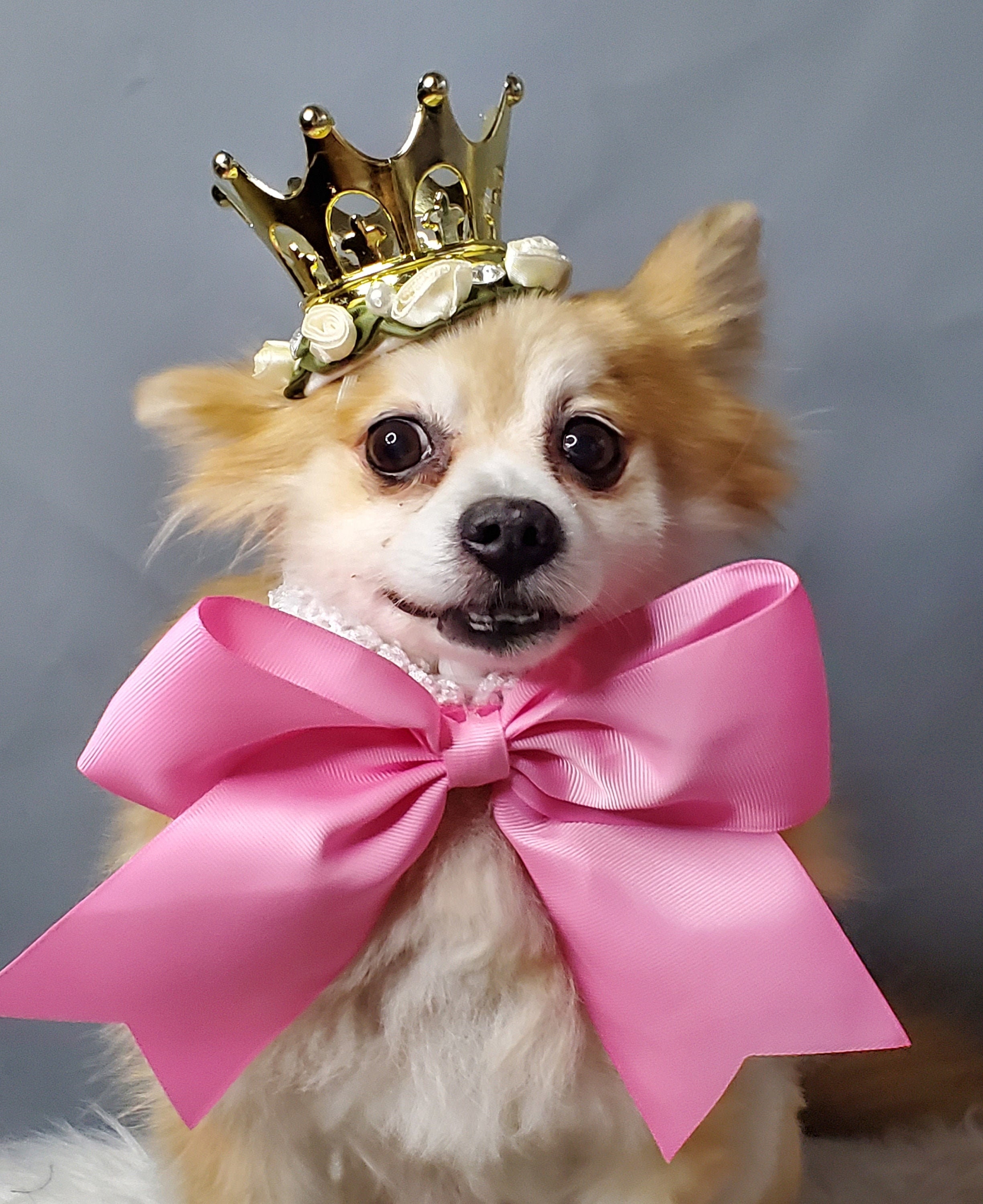 What Colour Is Pink To Dogs