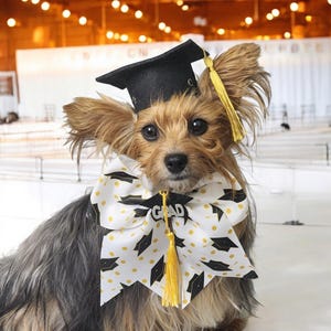 Graduation Pet Hat for Cat or Dog, Adjustable Elastic, XS/S - Etsy