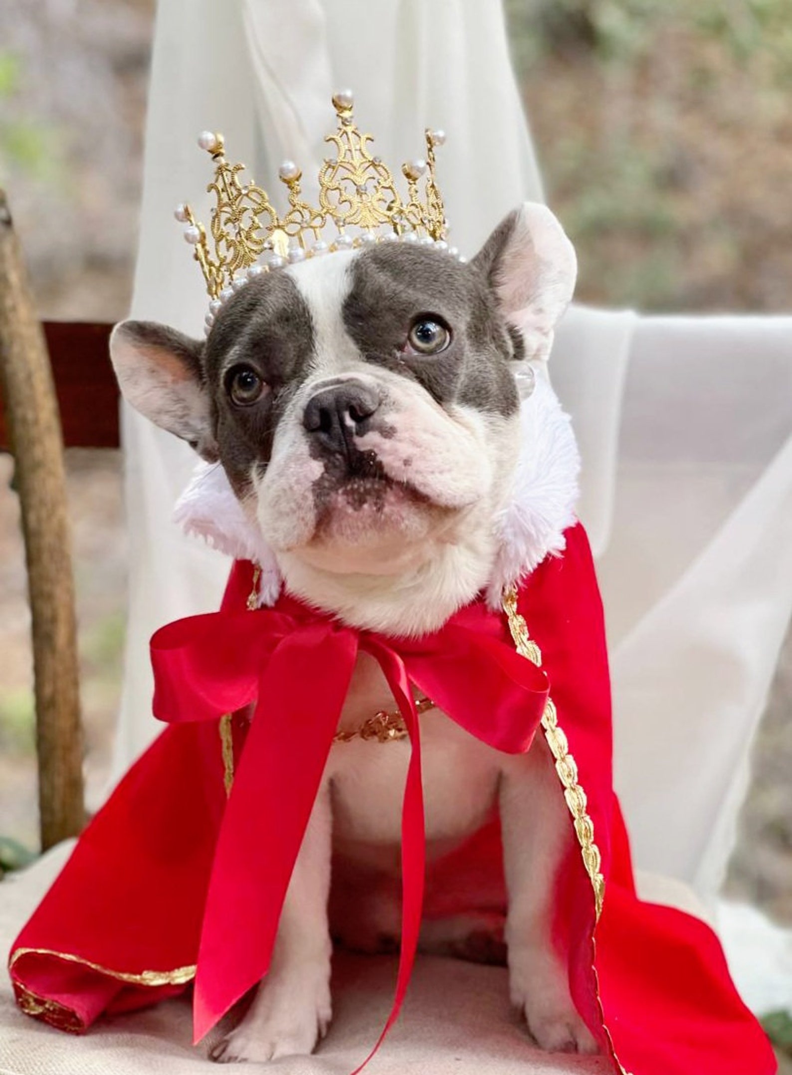 Pearl Princess Dog Crown - Elegant Pet Costume - Etsy