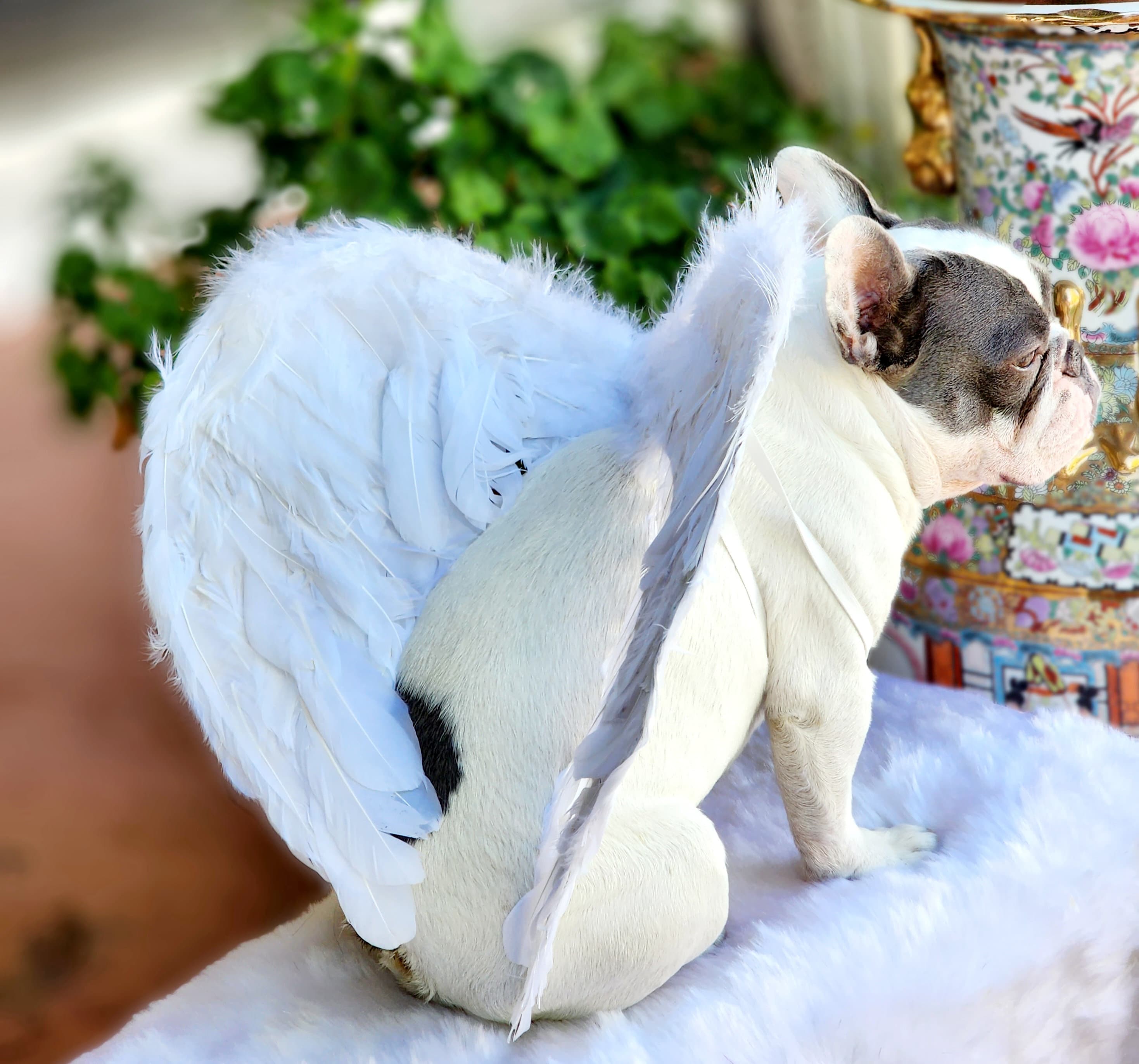 How To Make Angel Wings For Dog Costume at Herbert Yamasaki blog