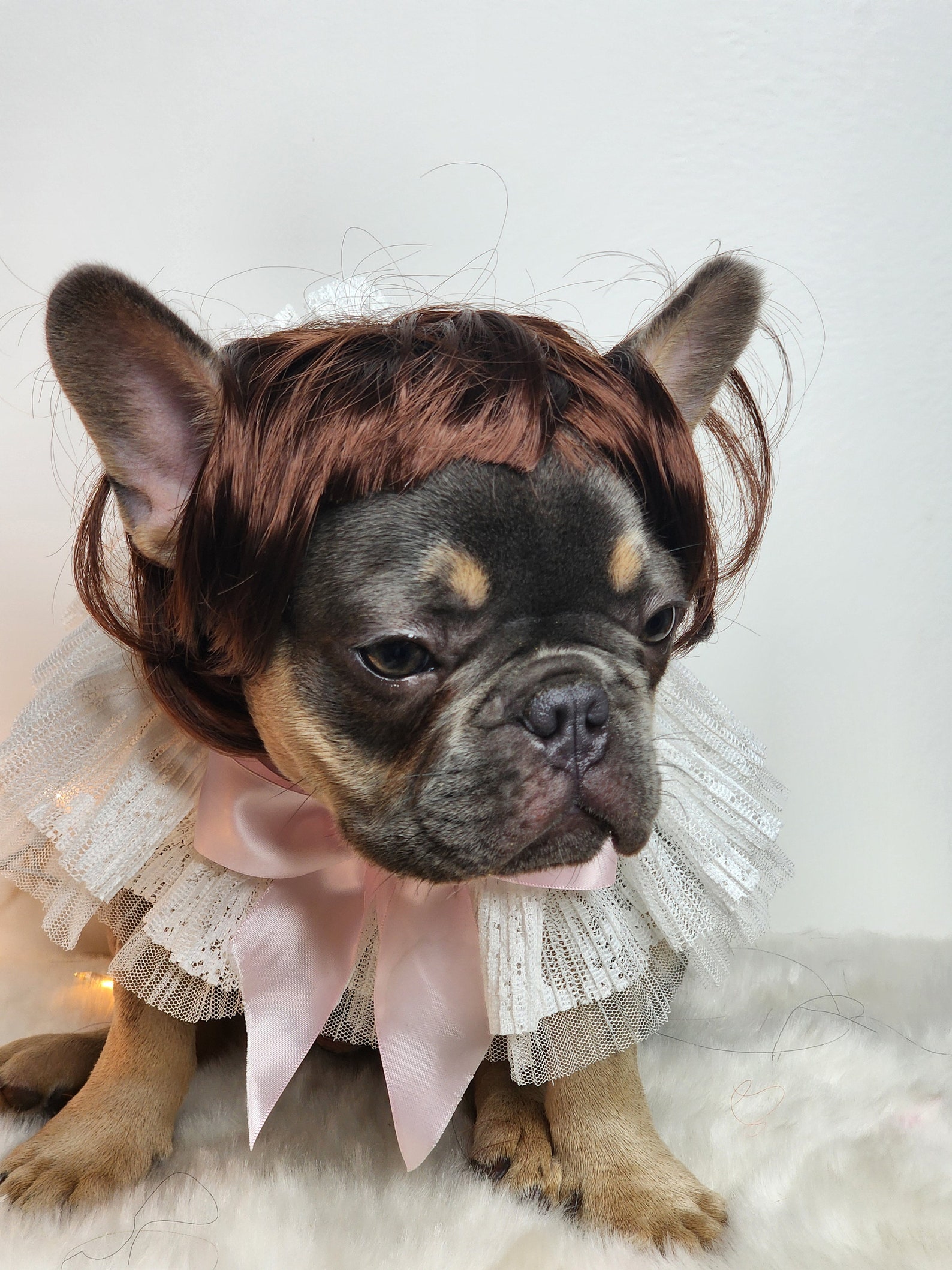 Pet Wig Brown Color for Dog or Cat/halloween Dog Wig / Pet - Etsy