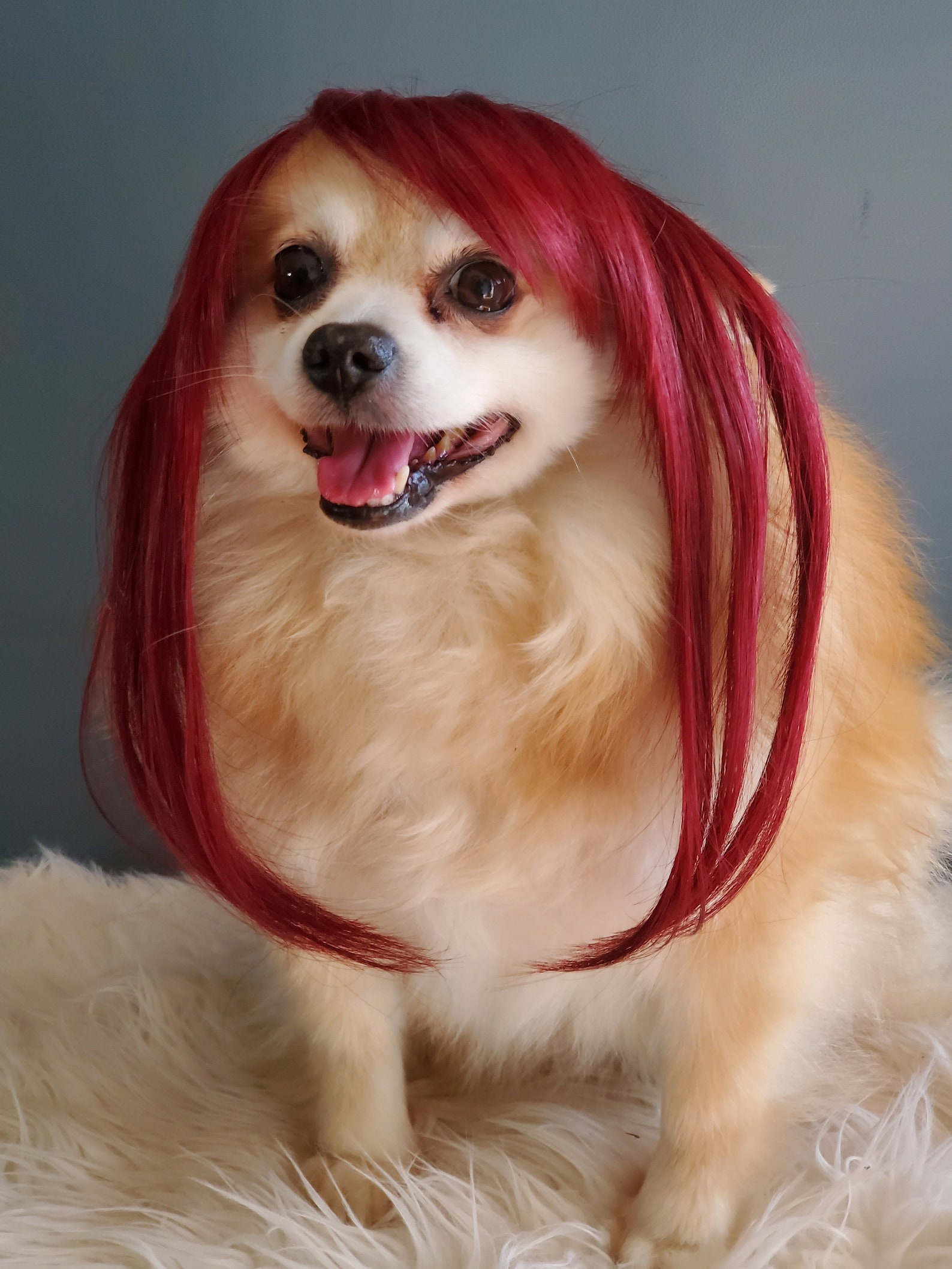 Pet Wig for Dog or Cat /halloween Costume Wig for Dogs/ - Etsy
