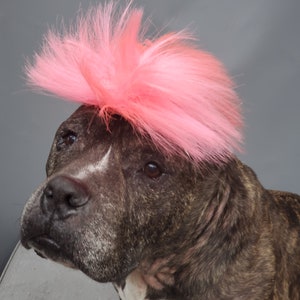 Mohawk Hot Pink Color for Your Large Dog - Etsy