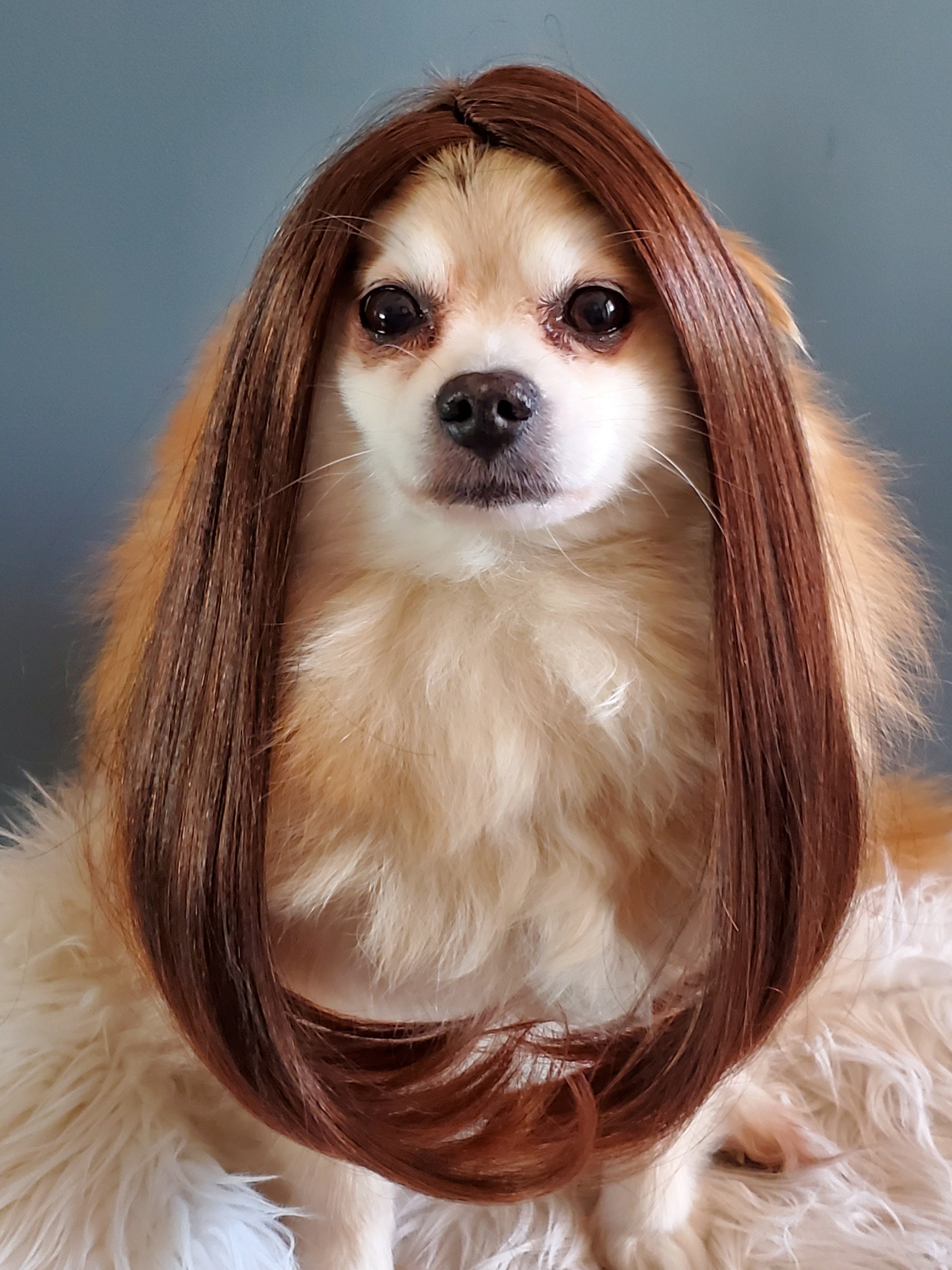 Handmade Dog Wig: Pet Costume With Adjustable Elastic - Etsy