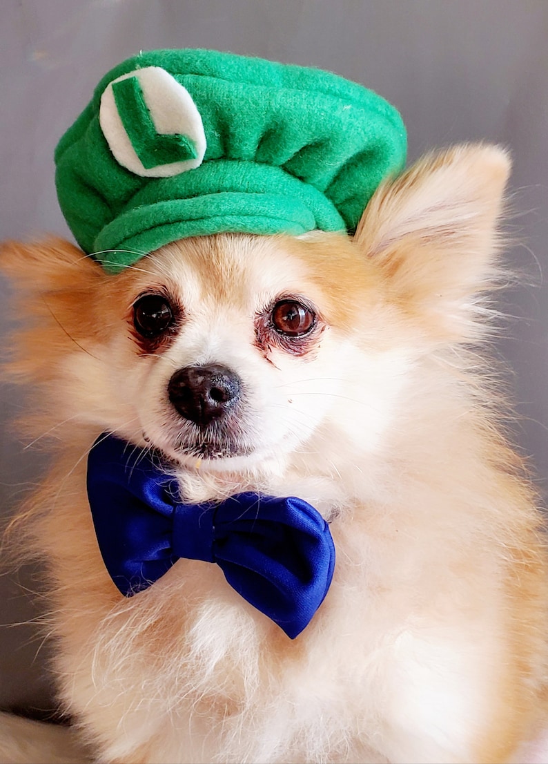 Luigi Costume Hat Green Color for Dog or Cat Small Animal Doll - Etsy
