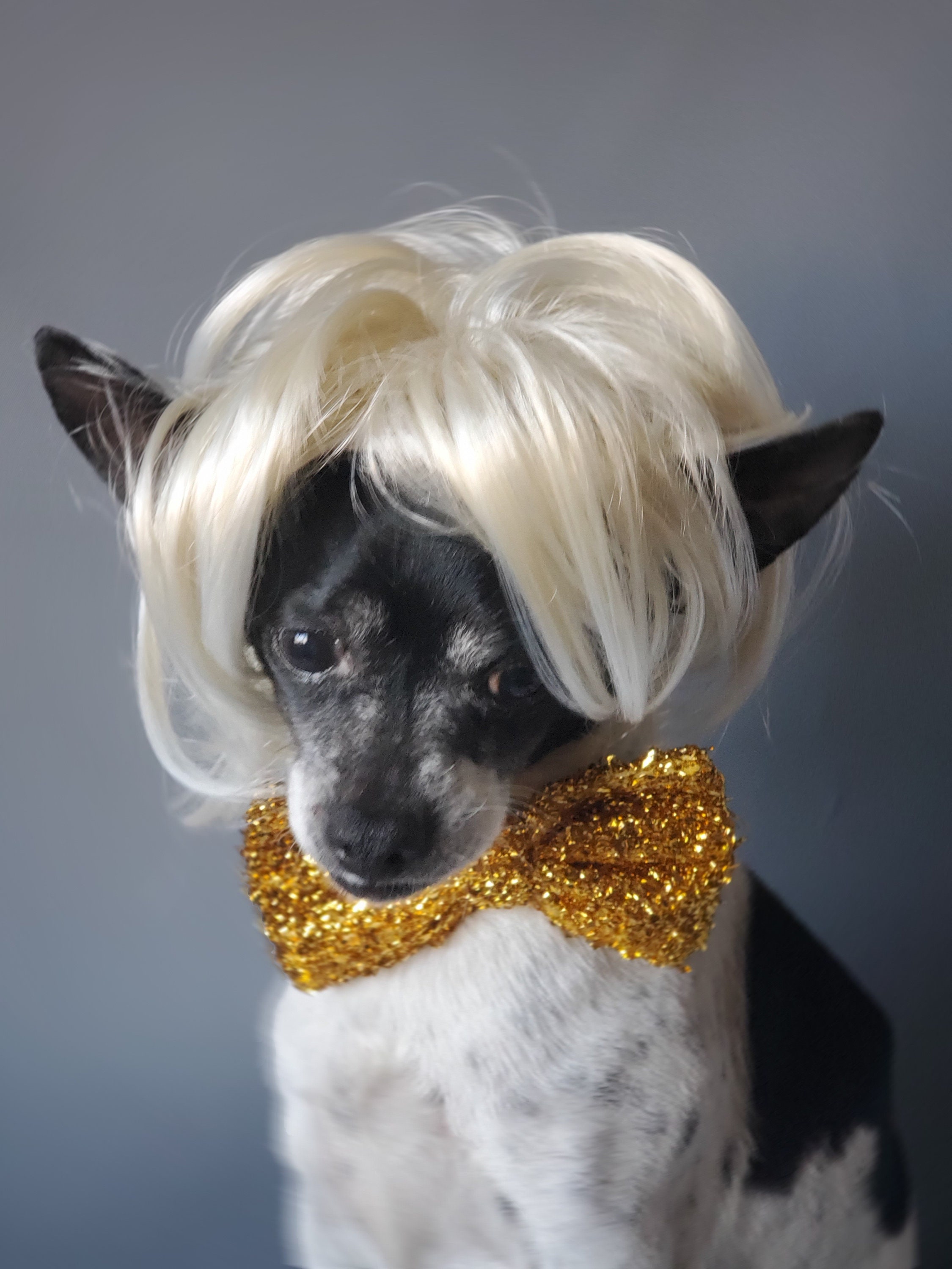 Blond Color Wig for Dog or Cat /halloween Pet Wig /pet | Etsy