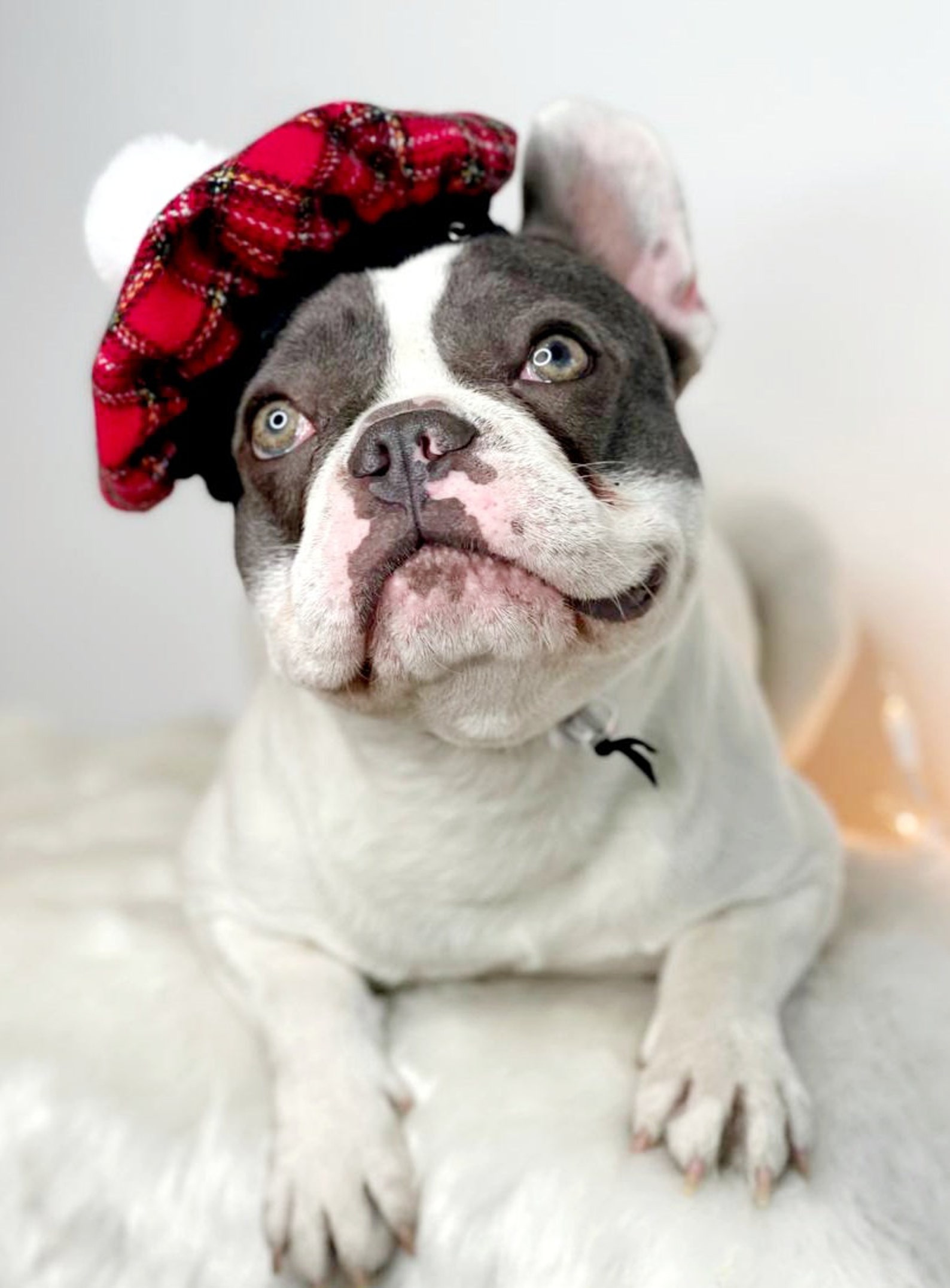 Red Plaid Pet Beret With Pom Pom, Small Dog or Cat Hat - Etsy