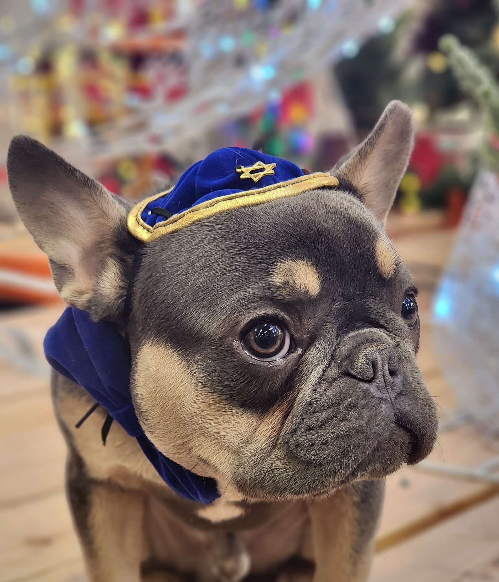 DOG KIPPAH Hanukkah Hat and Bow Set for Dog or Cat/hanukkah Dog Gift ...
