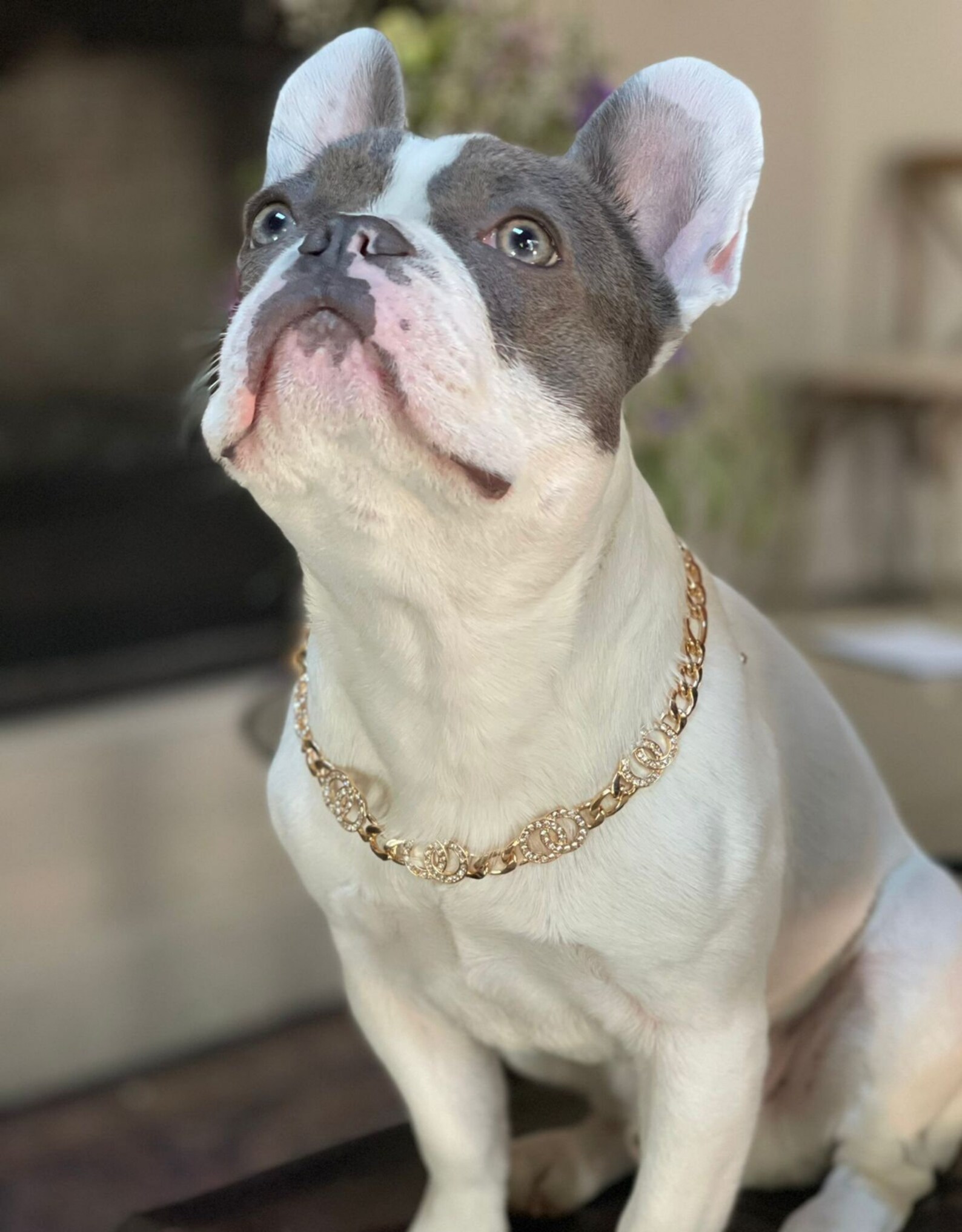Supper Cute Dog Neck Chain Gold Color/ Jewelry for Pet - Etsy