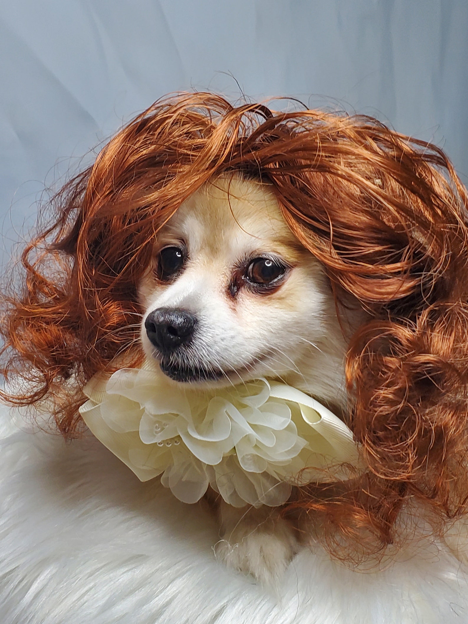 Cute pet wig for dog or cat | Etsy