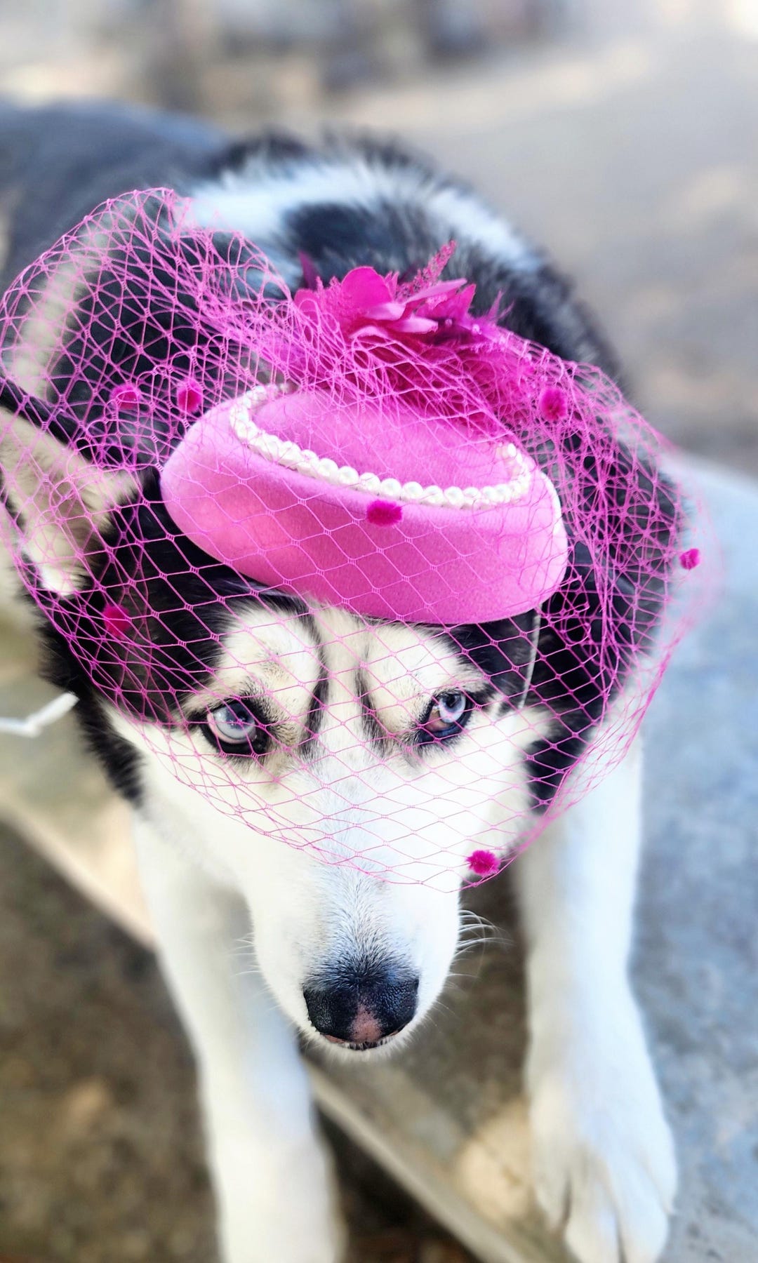 Elegant Hat Hot Pink Color /hat for Large Dogs /costume for Dogs/derby ...
