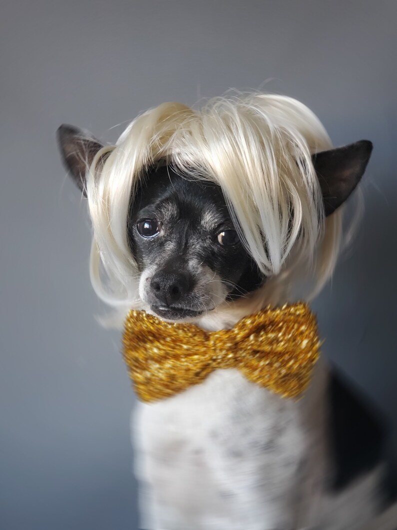 Blond Color Wig for Dog or Cat /halloween Pet Wig /pet Costumes ...