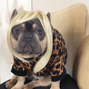 Blond Pet Wig for Dog or Cat, Halloween Costume - Etsy