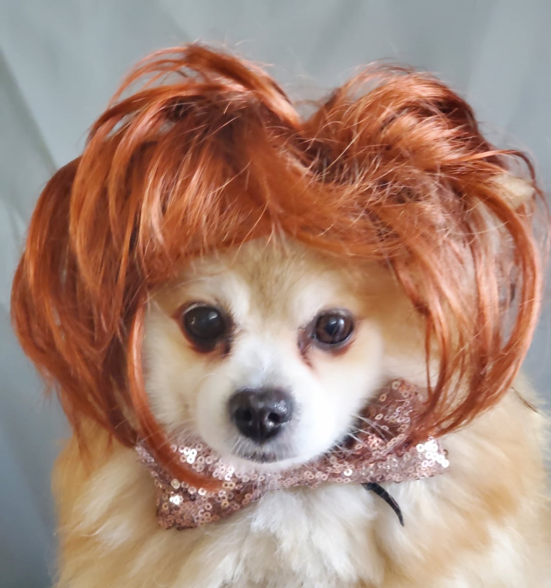 Cute Pet Wig for Dog or Cat /halloween Dog Wig / Costume Cat Wig /dog ...