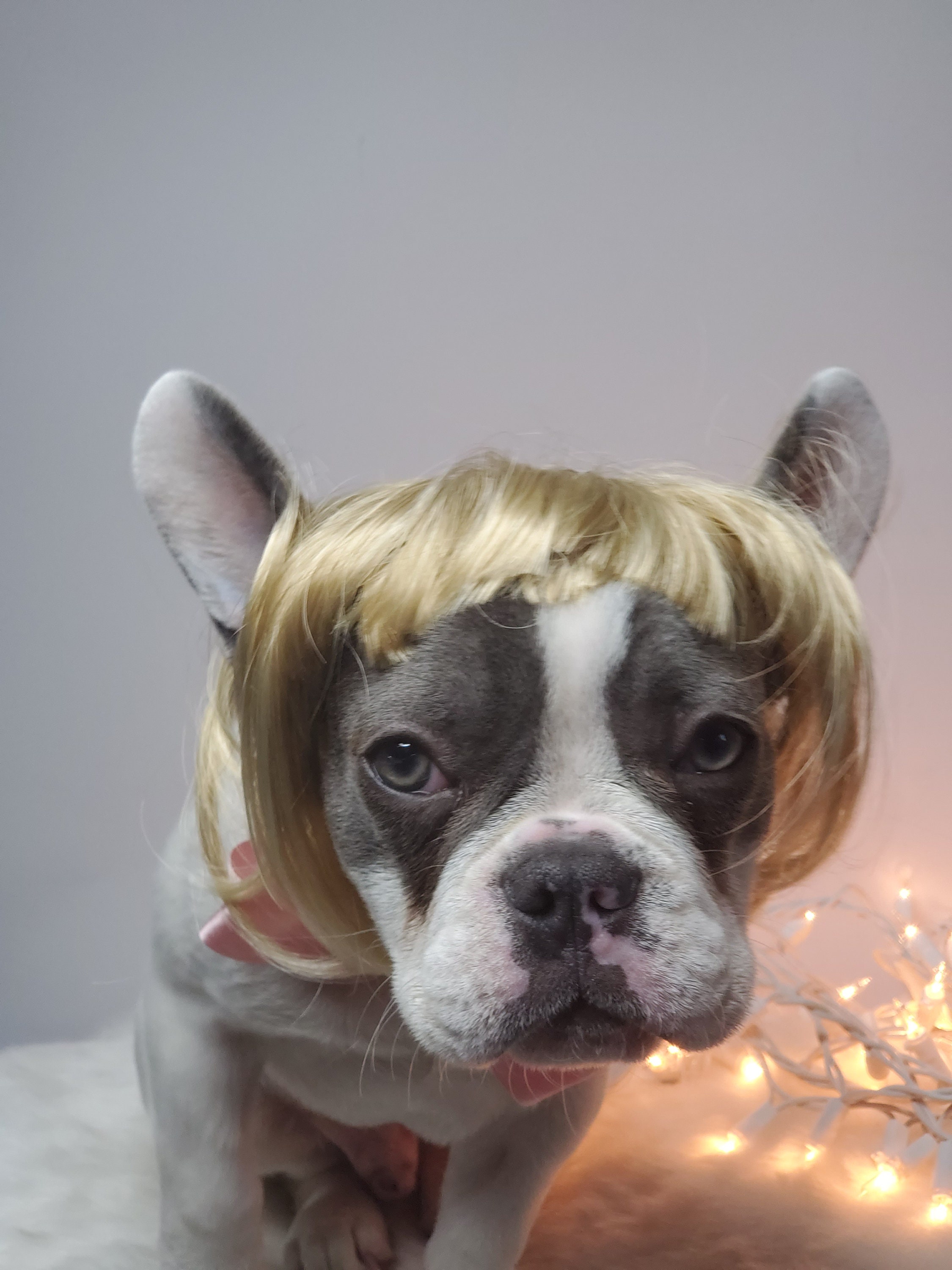 Cute Pet Wig /wig for Dog or Cat / Halloween Dog Wig / Costume - Etsy