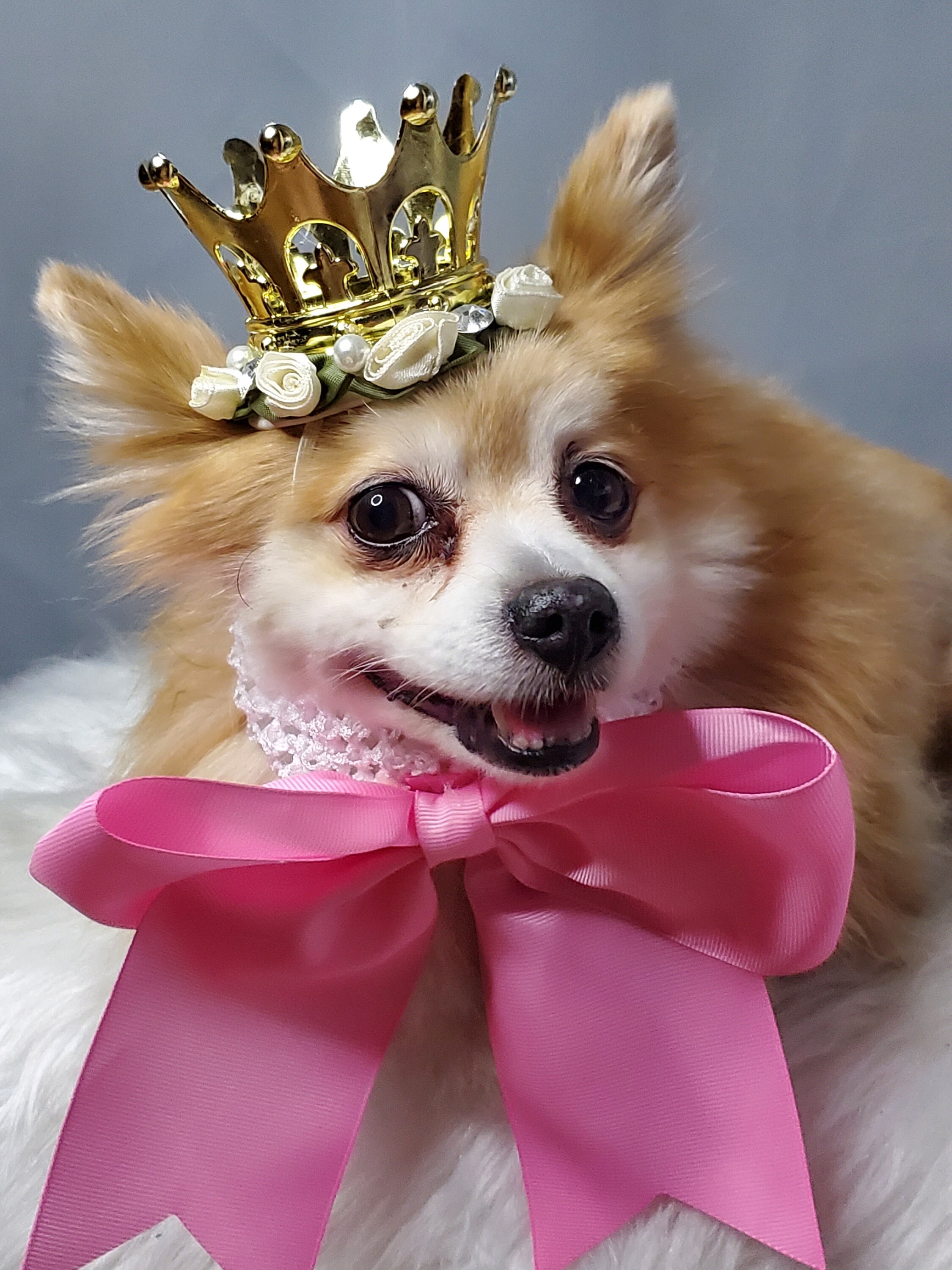 Set Listing Gold Color Crown With Pink Color Tie for Dog or | Etsy