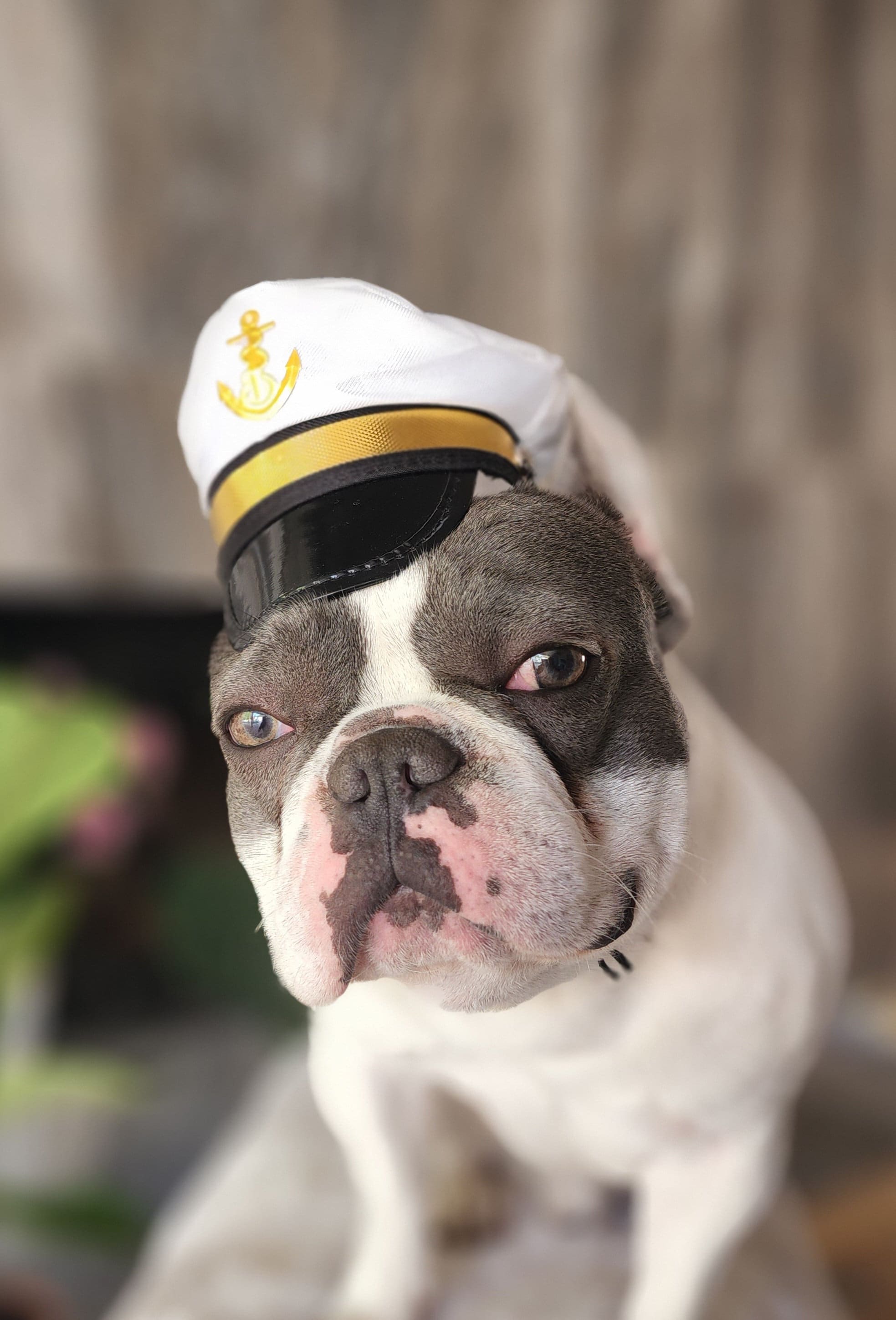 Captain Hat for Dog or Cat Small Animal Doll /halloween Pet - Etsy