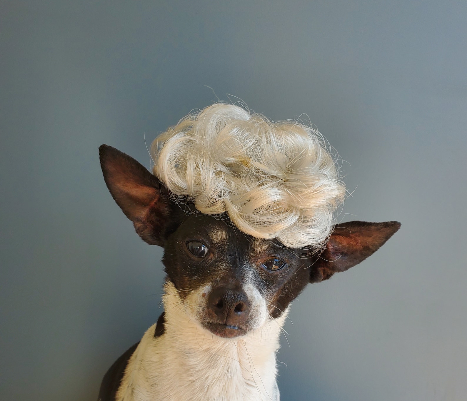 Pet Costume Wig: Elegant Dog or Cat Wig With Adjustable Elastic - Etsy