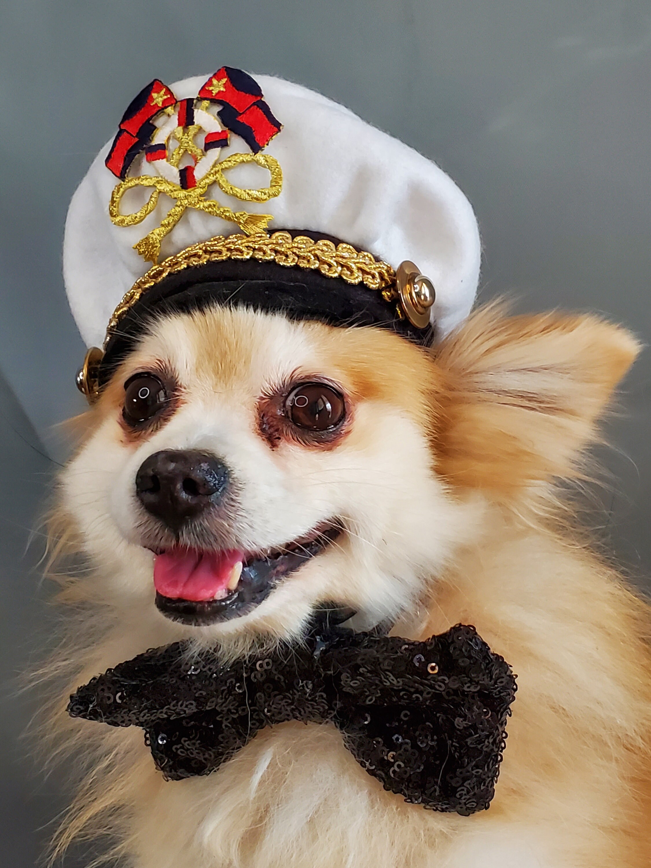 Captain Hat for Dog or Cat Small Animal Doll /halloween Pet | Etsy