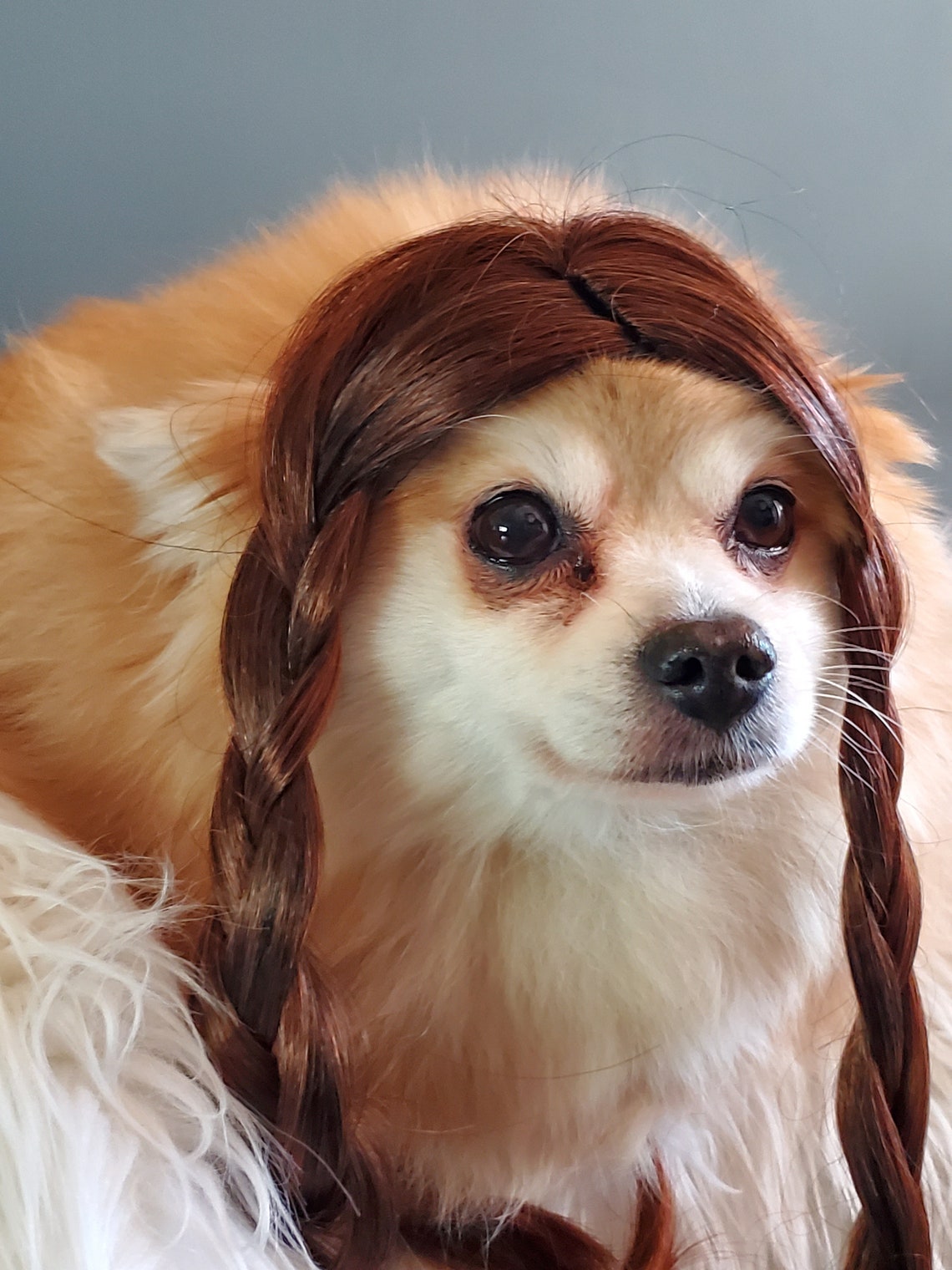 Cute Pet Braided Wig for Dog or Cat/halloween Pet Wig /costume - Etsy