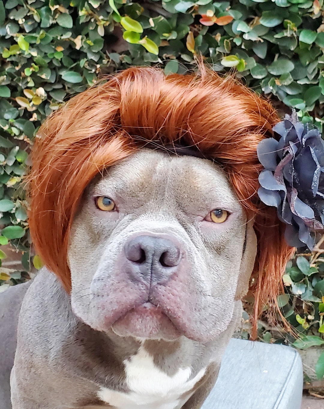 How To Make A Dog Wig