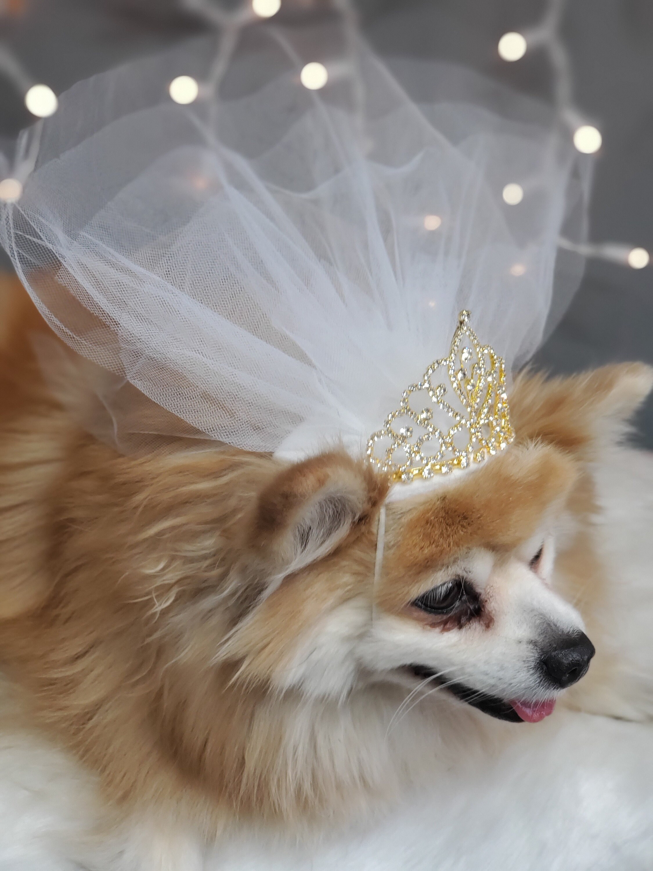 Small pet Veil /Veil for pet/ Cute bridal veil with white | Etsy