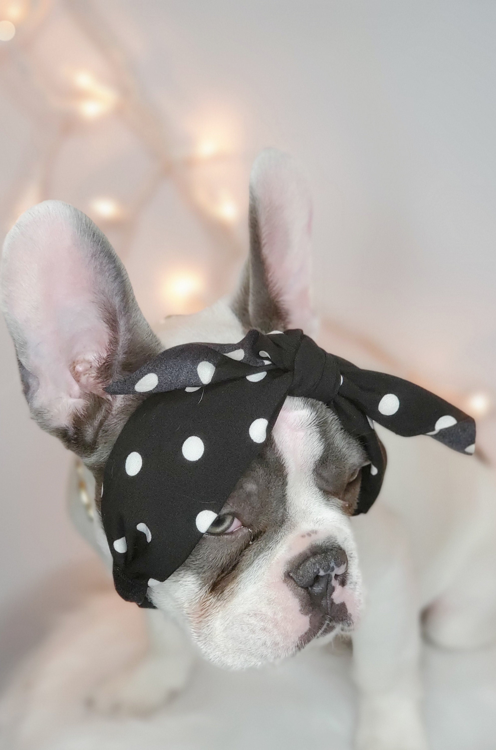 Matching Set Headbands /headband for Dog or Cat /headband for | Etsy