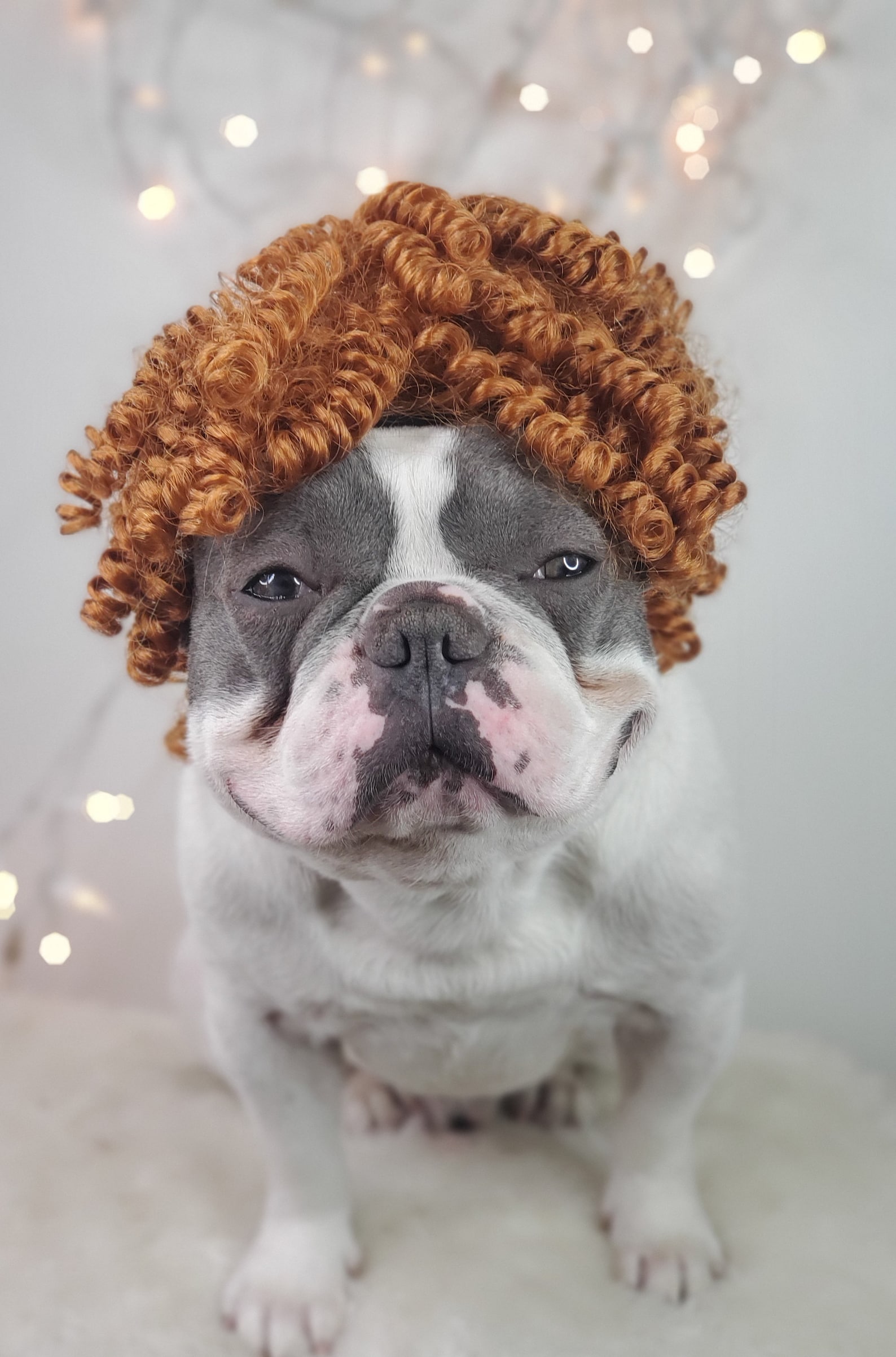 Large Brown Dog Wig, Halloween Costume, Pet Accessory - Etsy